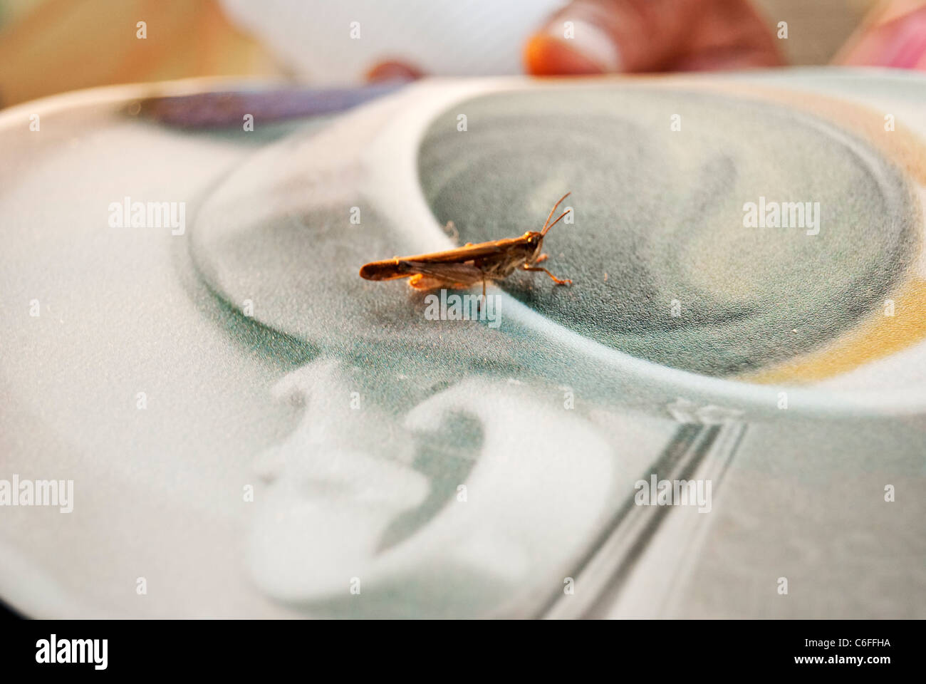 grasshopper on a fake cup of coffee Stock Photo - Alamy
