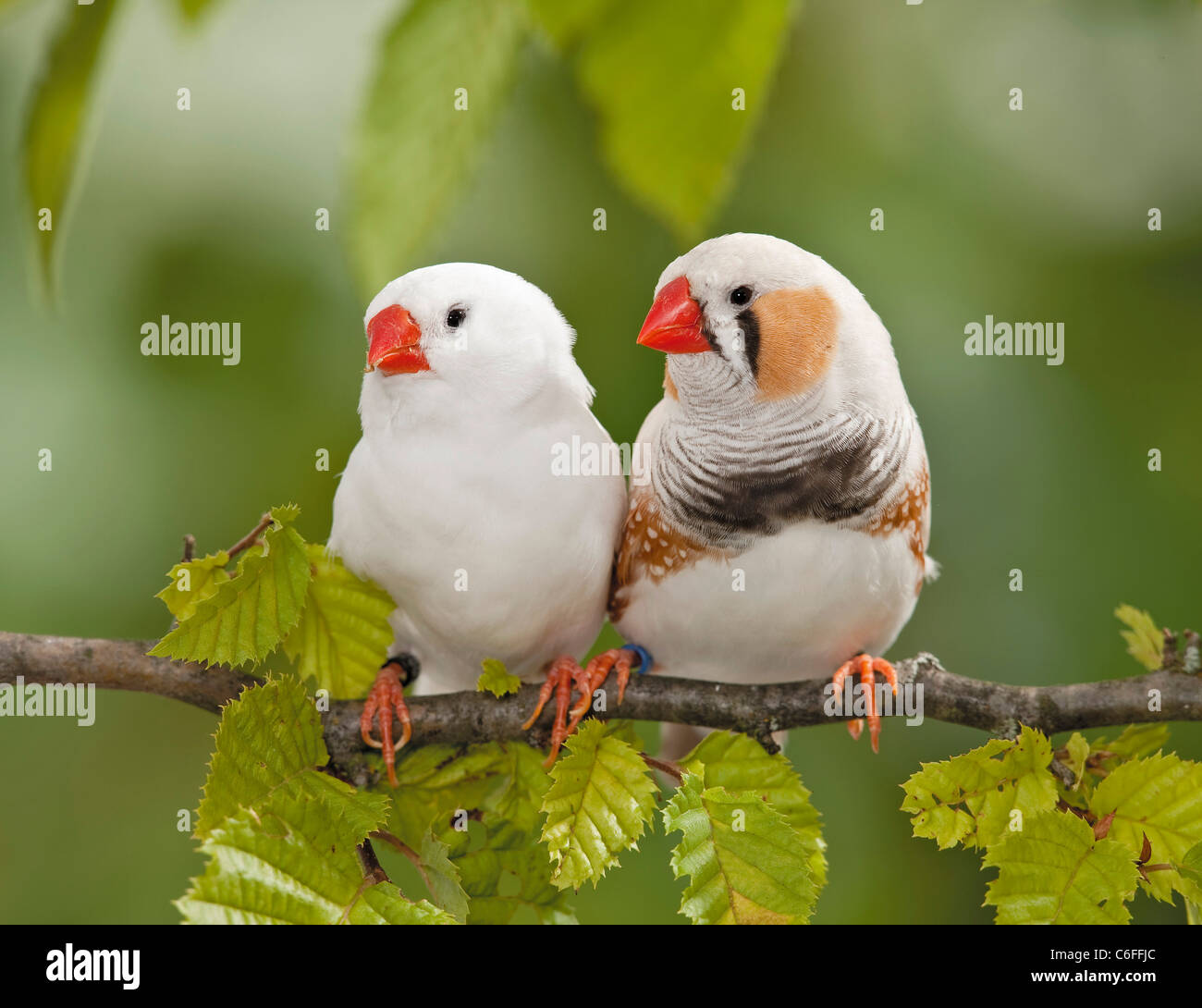 Several finches hi-res stock photography and images - Alamy