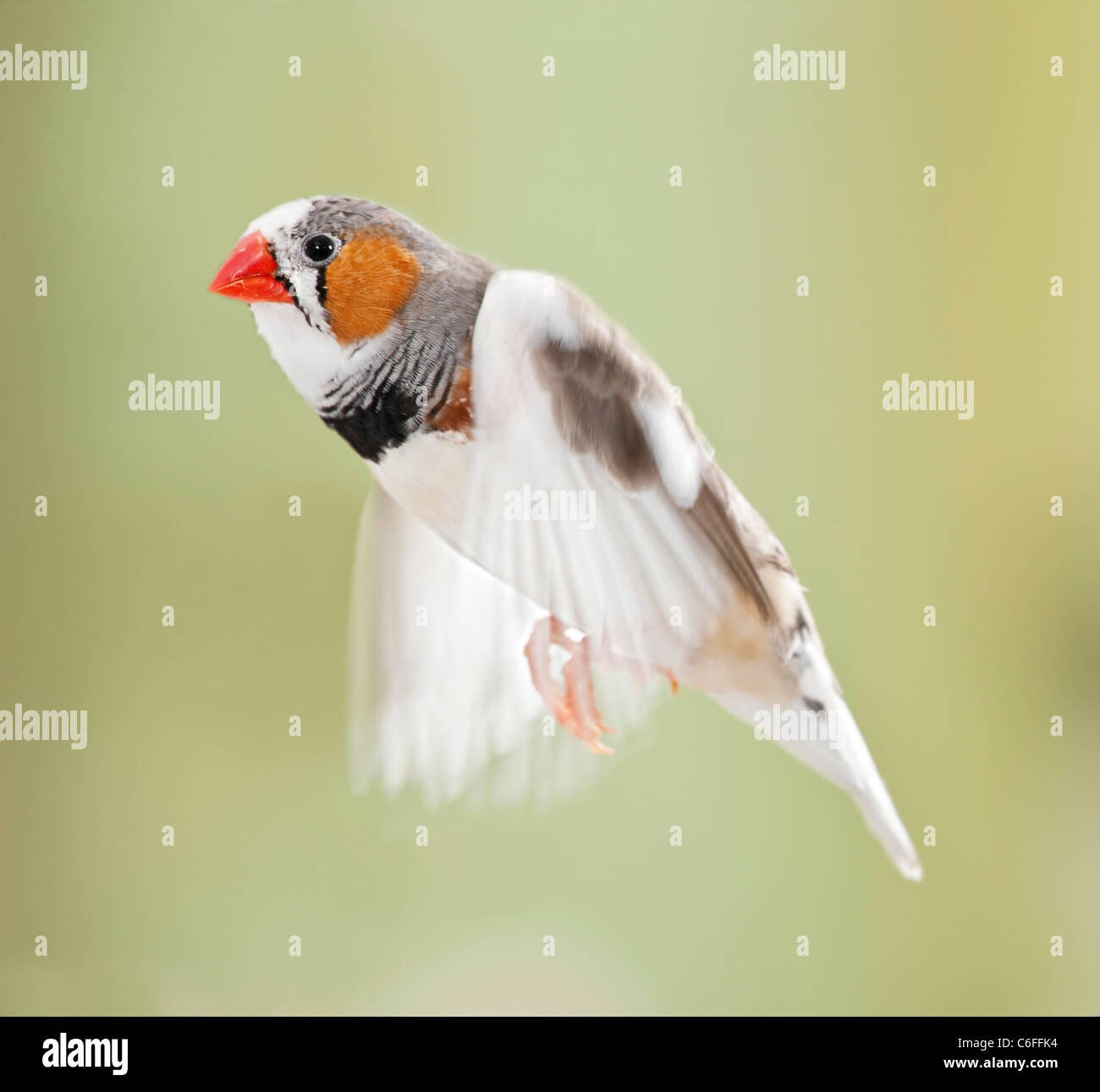 Zebra Finch - flying Stock Photo - Alamy