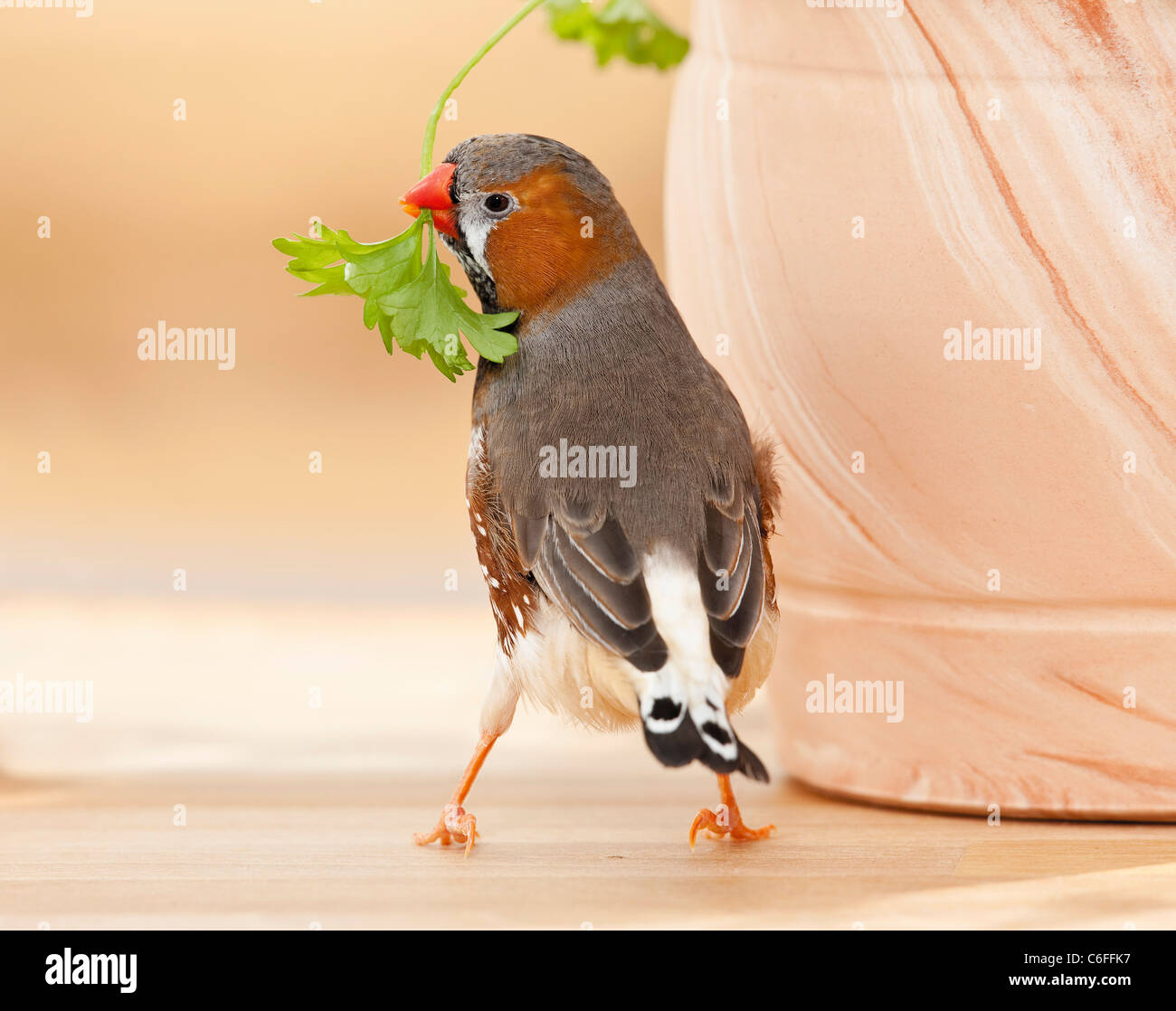 Zebra Finch munching parsley Stock Photo - Alamy