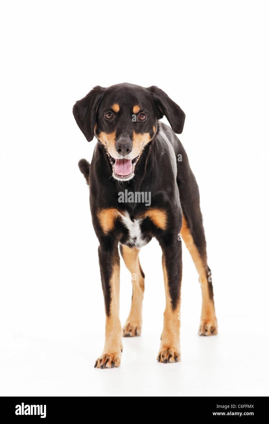 half breed dog - standing - cut out Stock Photo - Alamy