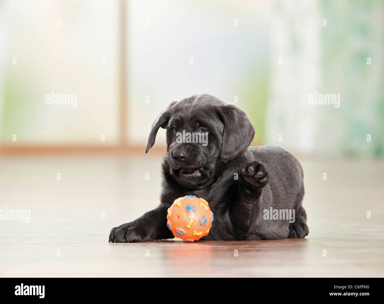 Labrador Retriever dog - puppy - playing Stock Photo - Alamy