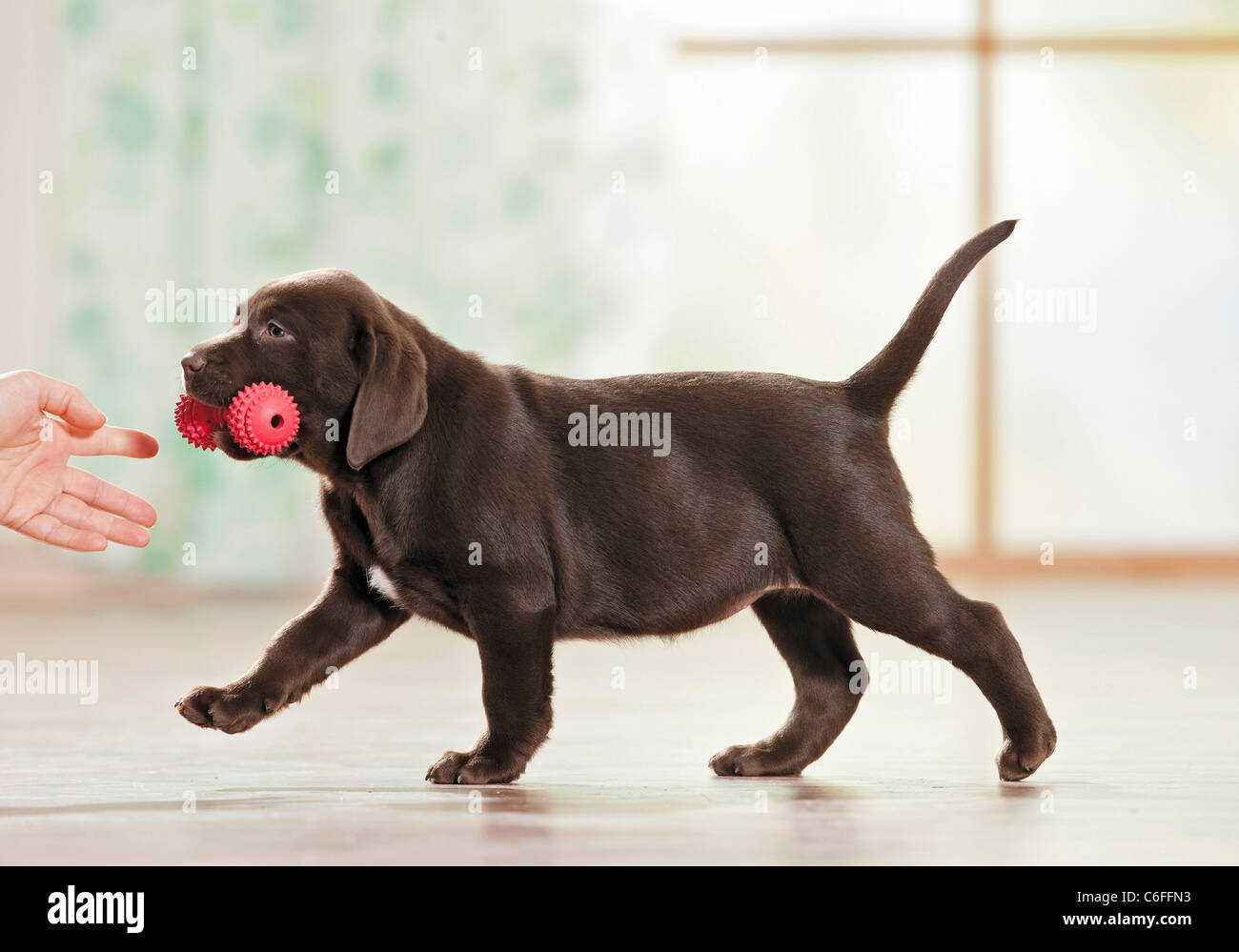 Labrador Retriever dog. Puppy retrieving toy Stock Photo - Alamy