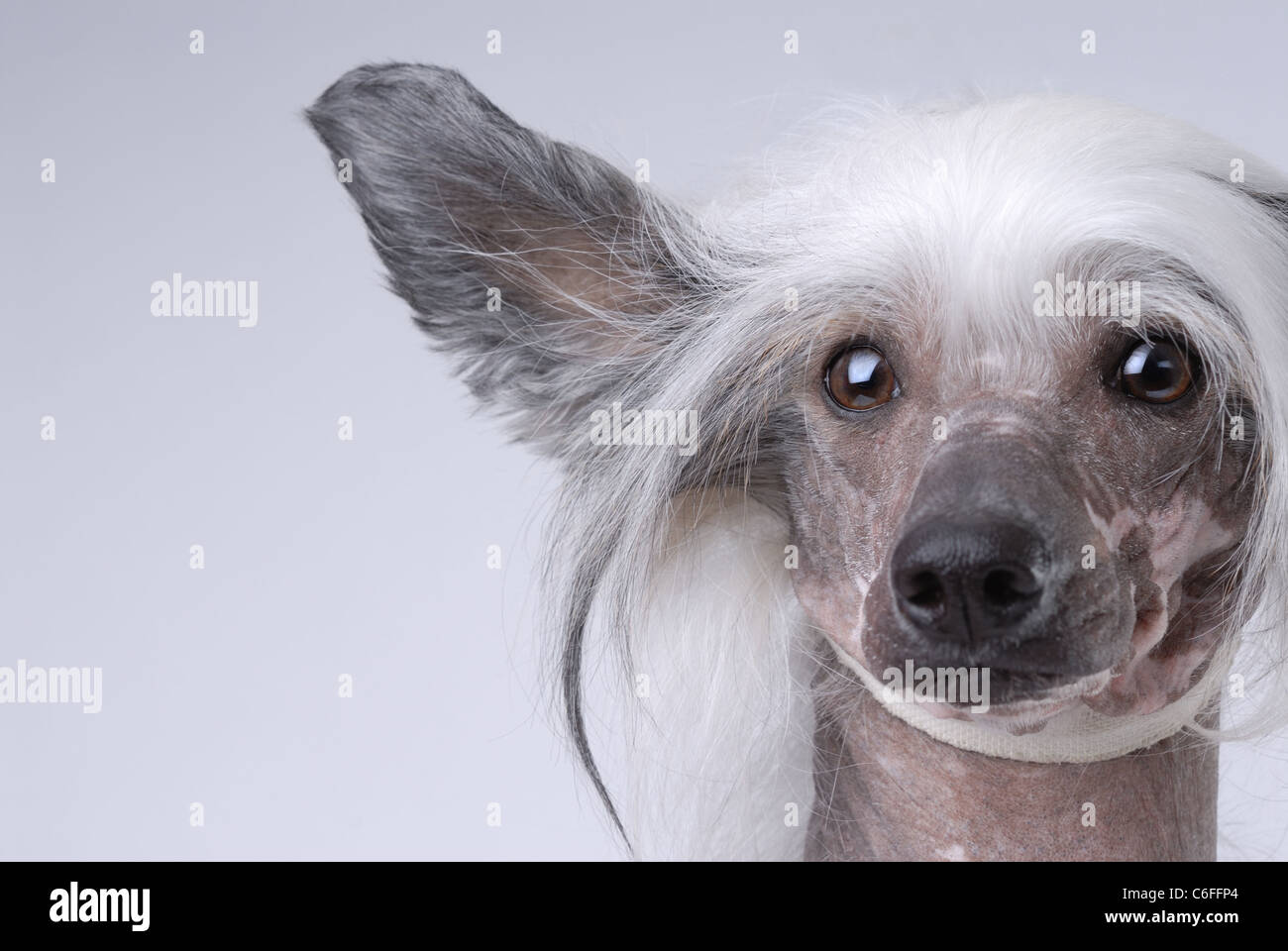 Gray bold dog pet hi-res stock photography and images - Alamy