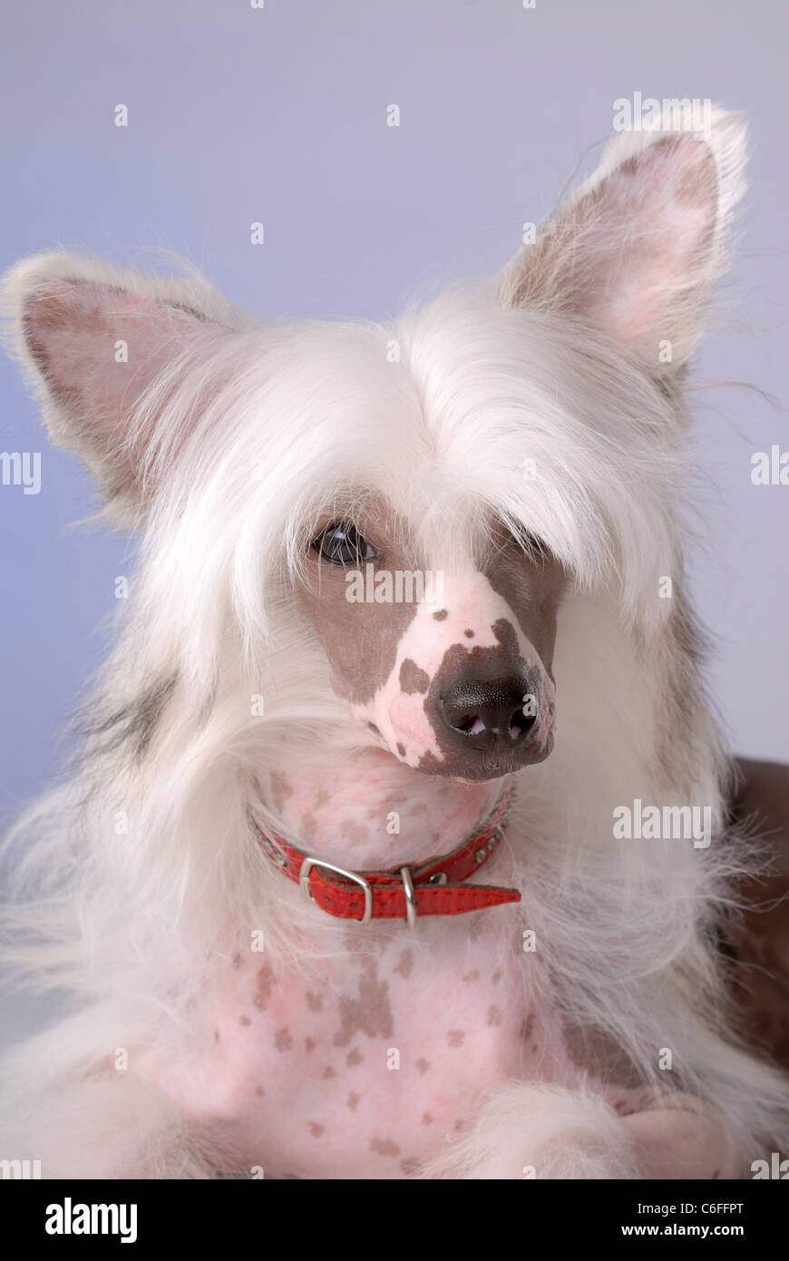 Gray bold dog pet hi-res stock photography and images - Alamy