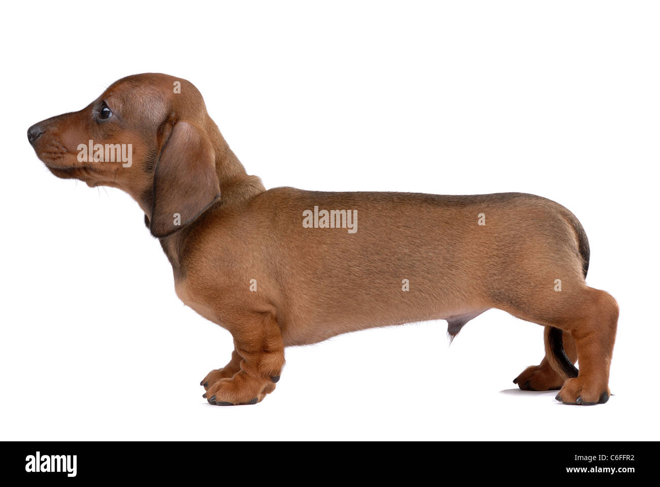 Smooth dachshund hi-res stock photography and images - Alamy