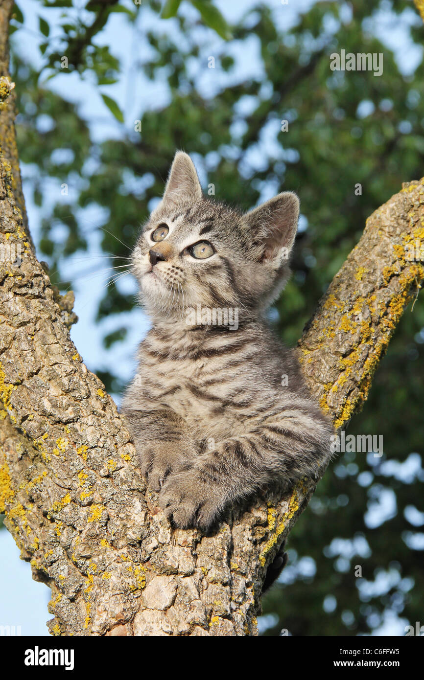 Kittens climbing trees hi-res stock photography and images - Alamy