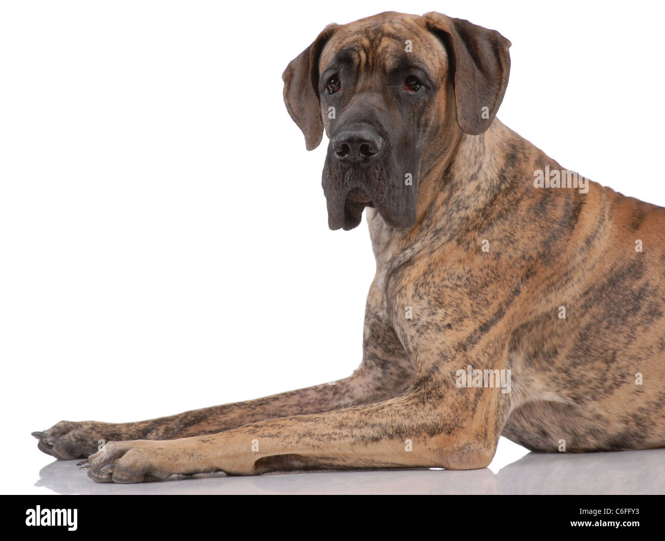 German mastiff on white Stock Photo - Alamy