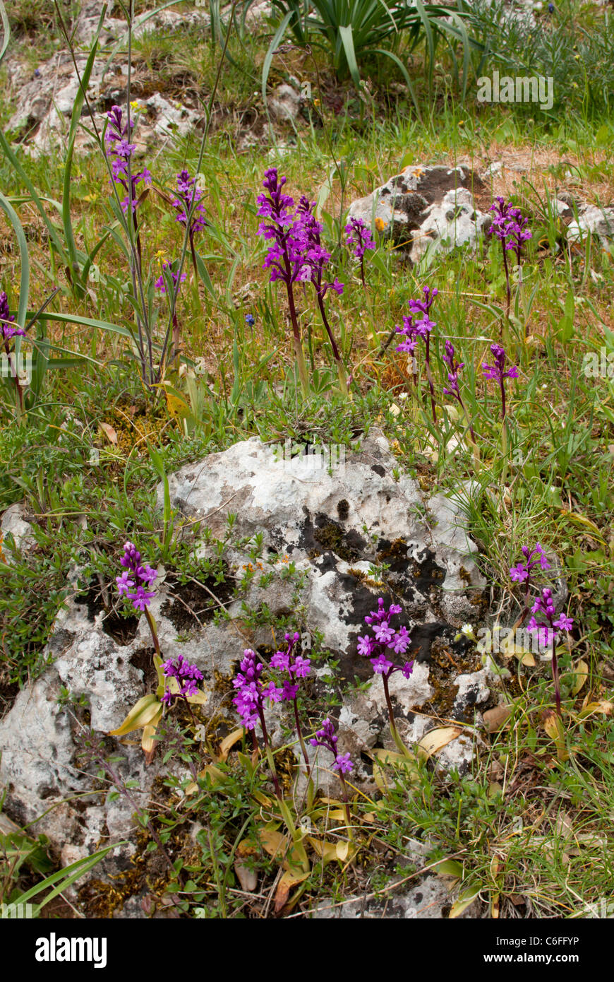 Mass of Four-spotted Orchids Orchis quadripunctata, Gargano Peninsula ...