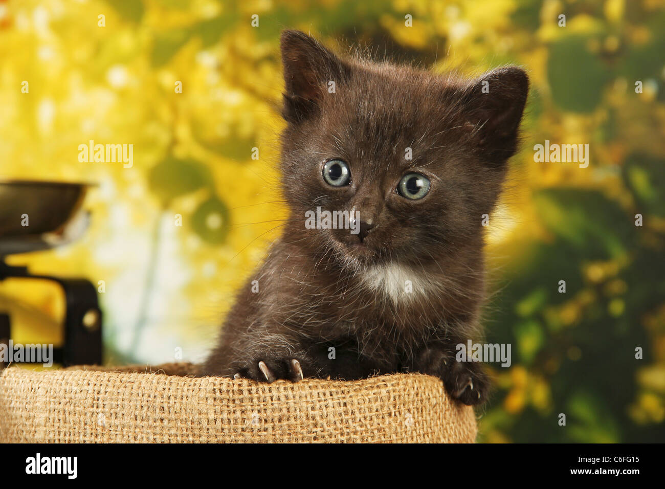 32 days hi-res stock photography and images - Alamy