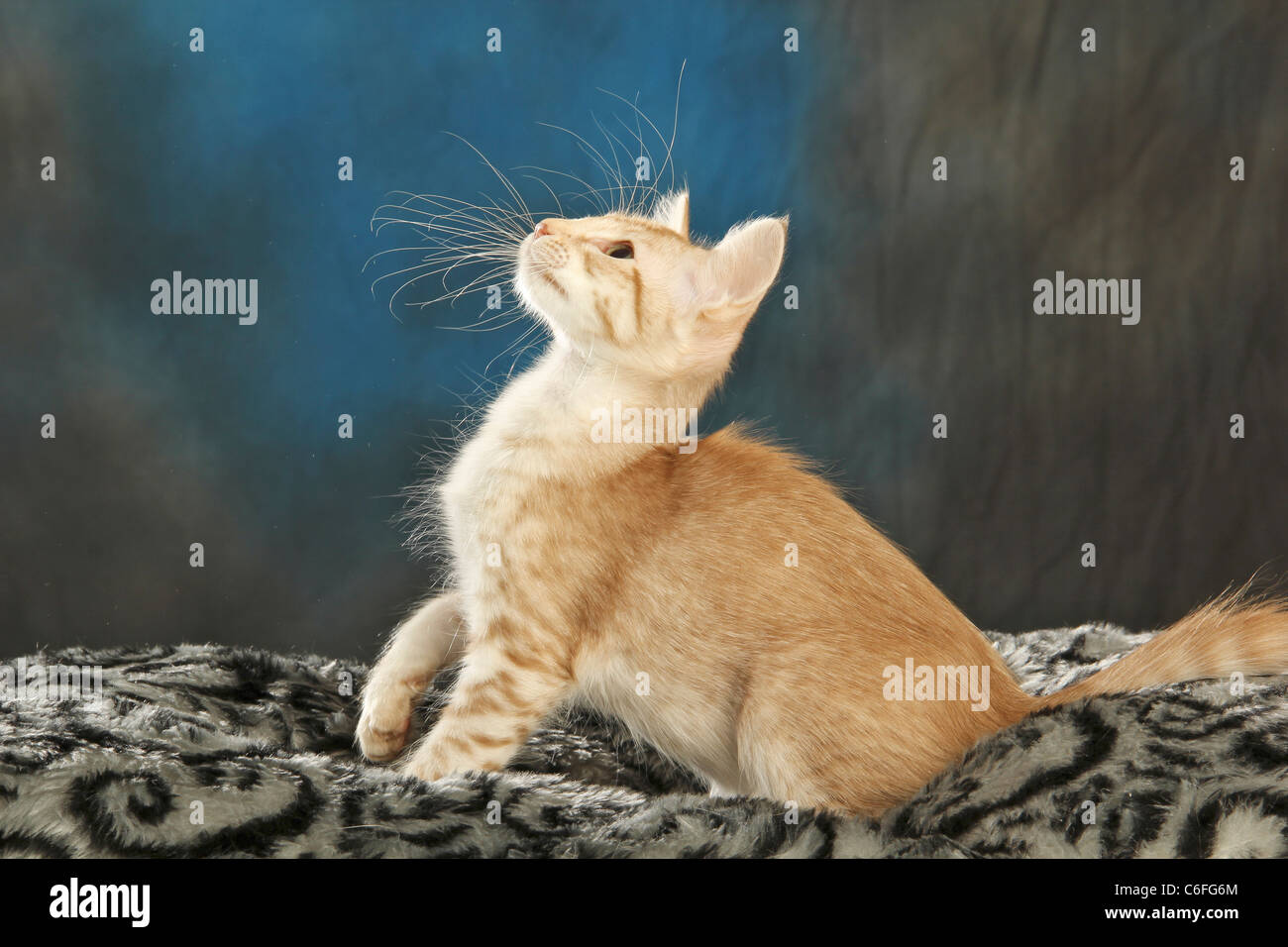 Javanese, Colorpoint Longhair. Kitten sitting while looking up Stock ...