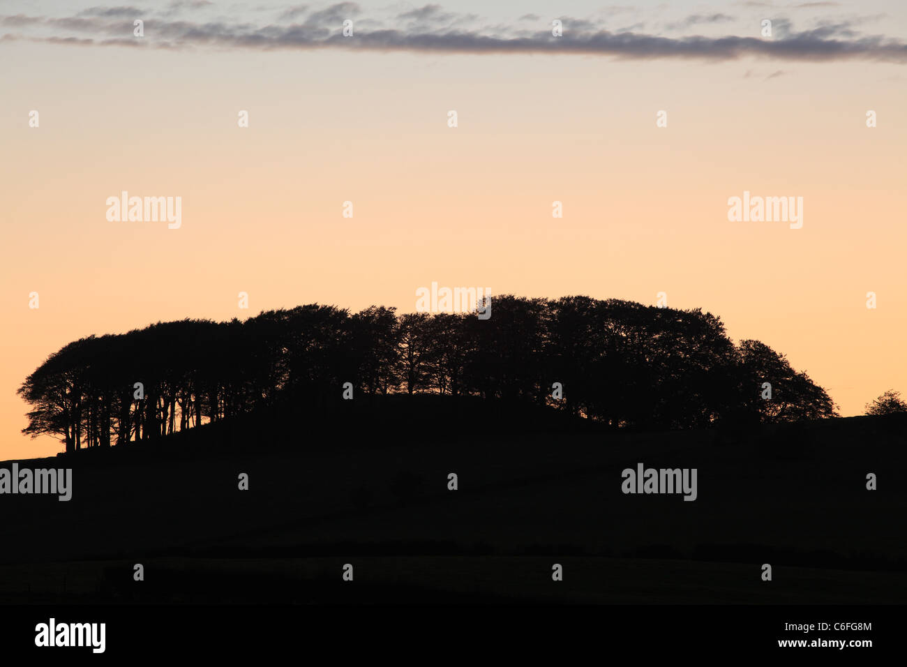 Trees at sunset on a hilltop, UK Stock Photo - Alamy