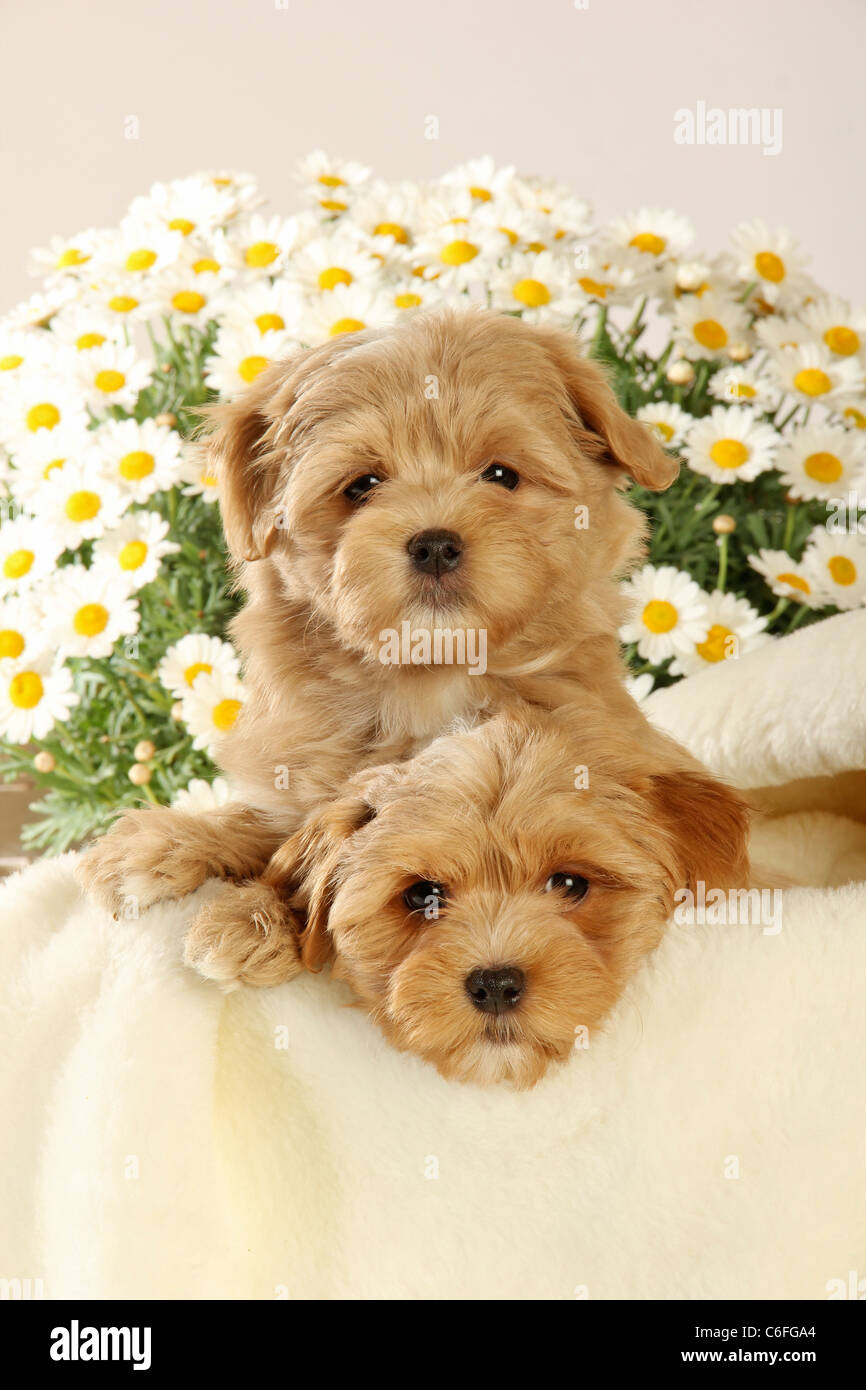 Havanese dog - two puppies Stock Photo - Alamy