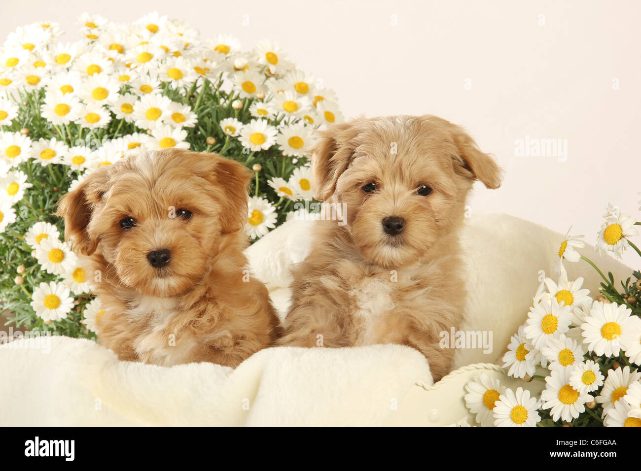 Havanese dog - two puppies - sitting Stock Photo - Alamy