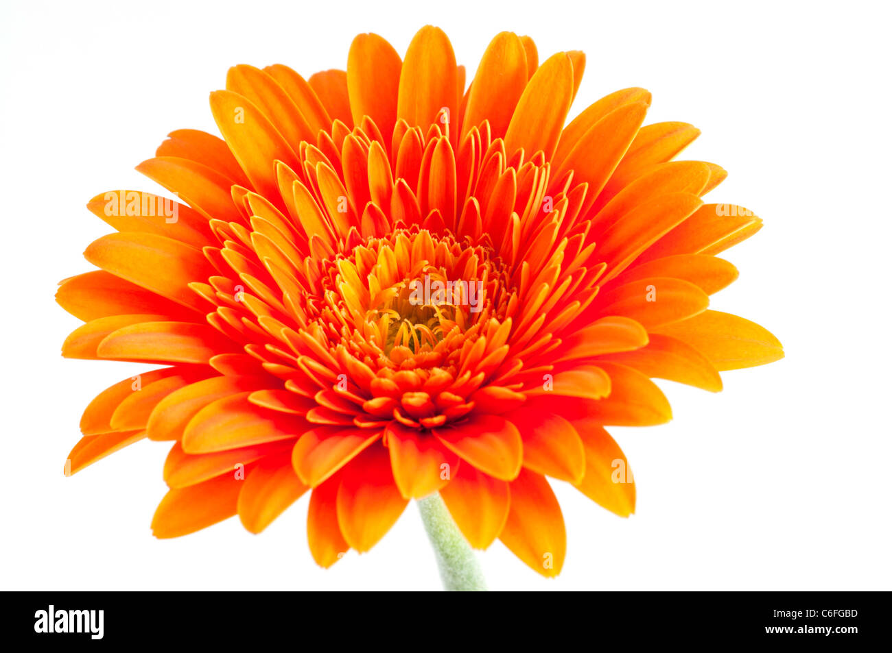 Orange Gerber on White Background Stock Photo - Alamy
