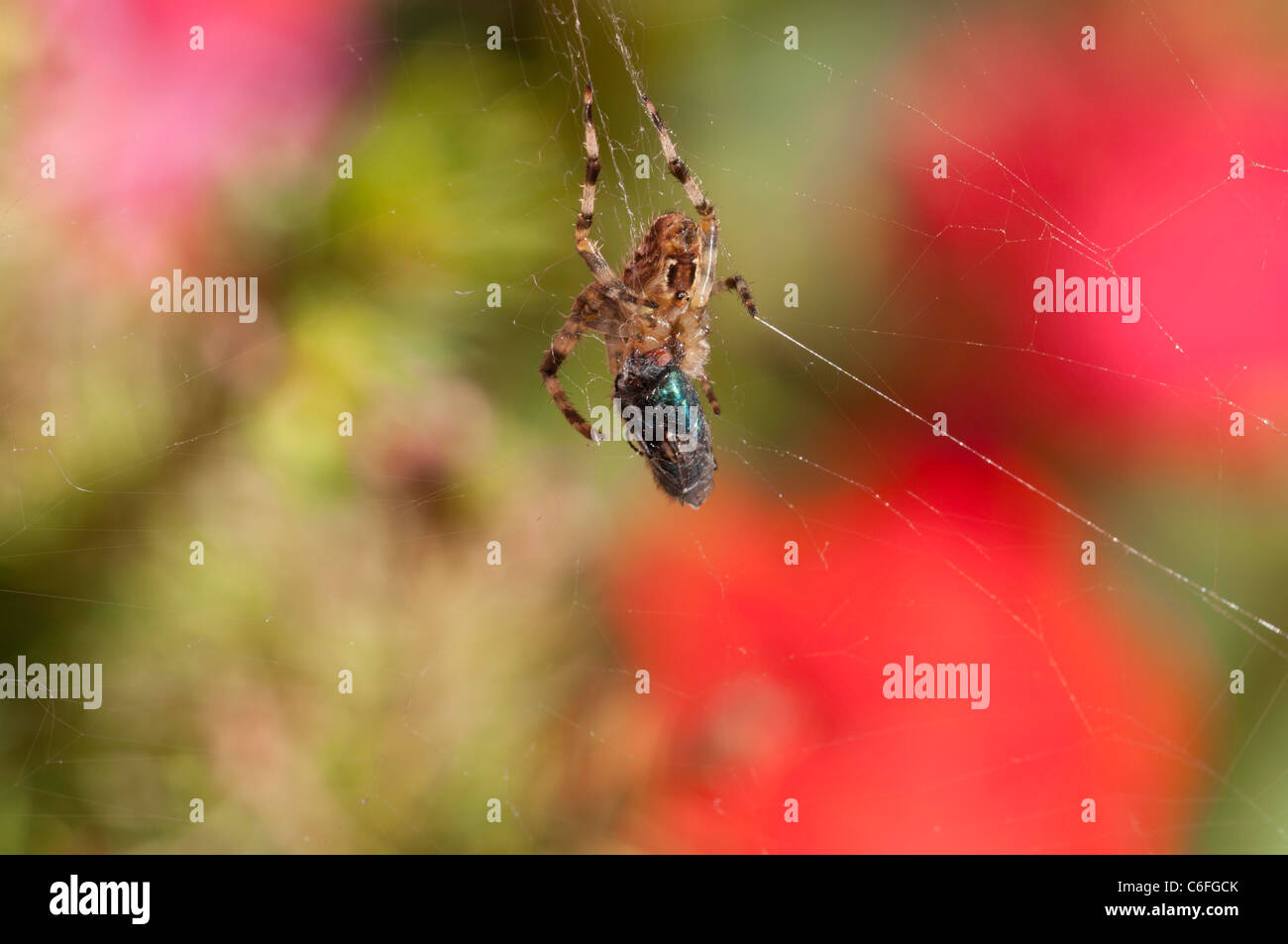 Spider with fly trapped in web Stock Photo - Alamy