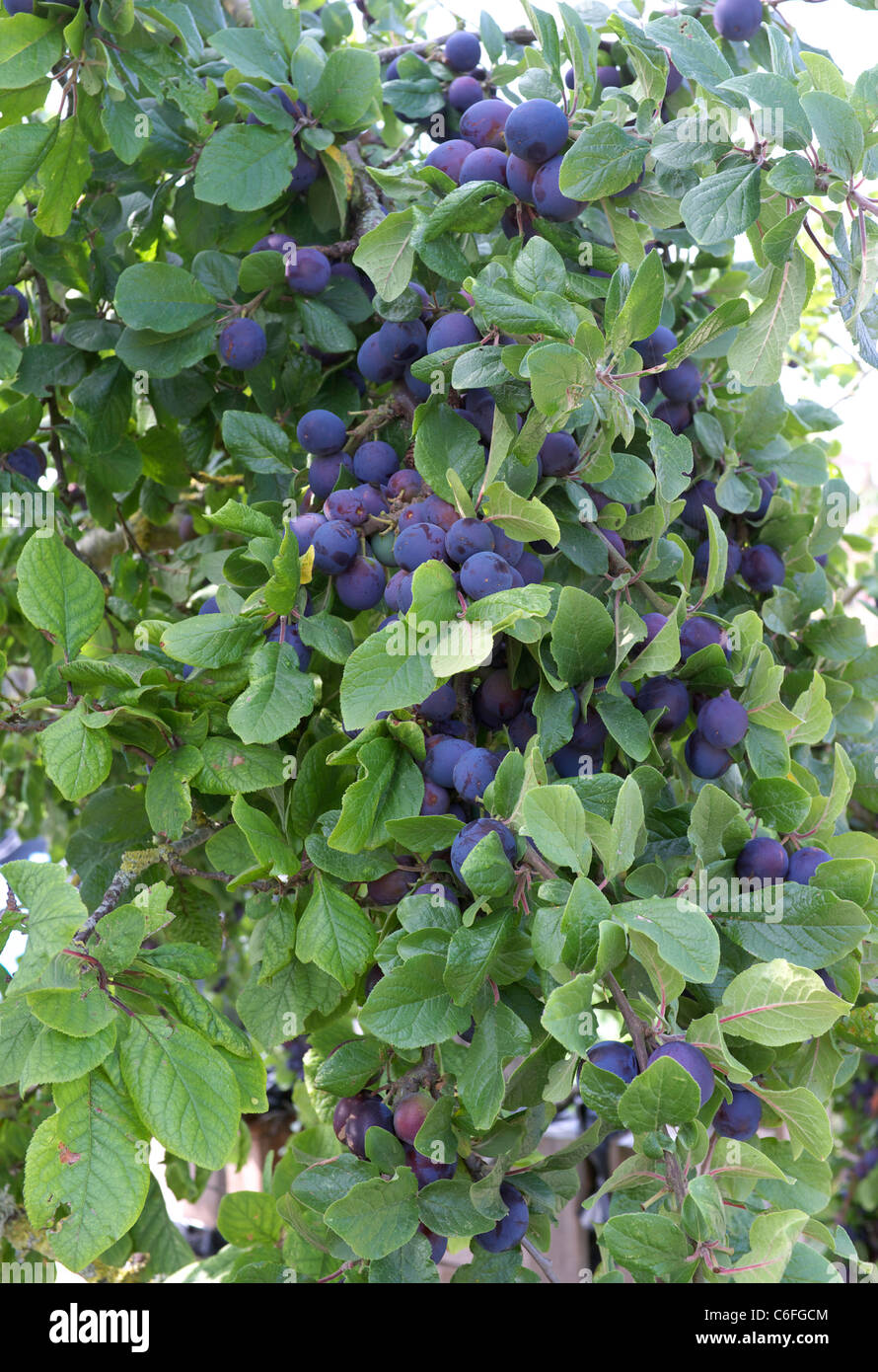 Damson tree fruits hi-res stock photography and images - Alamy