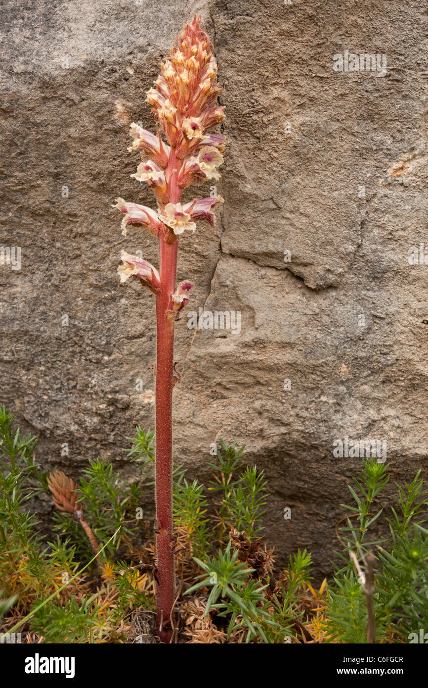 Bedstraw broomrape, Orobanche caryophyllacea, parasitic on Broomrape ...