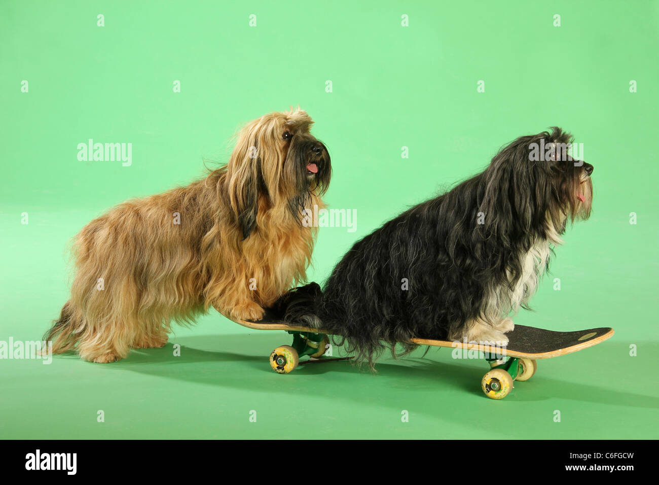 two Havanese dogs on Skateboard Stock Photo - Alamy