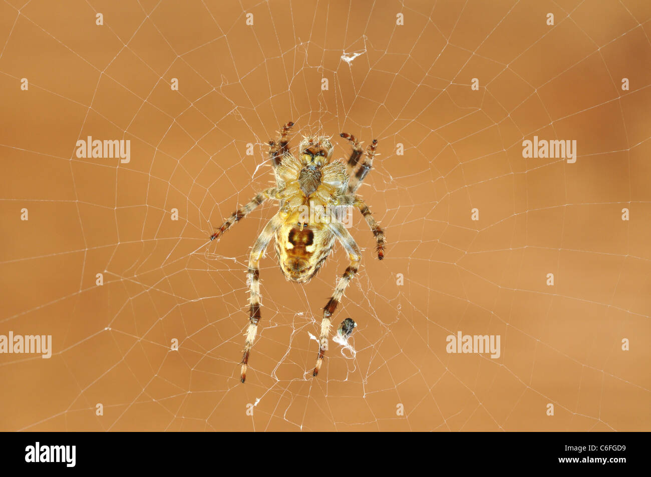 Spider in web shot from underneath, Macro Stock Photo - Alamy