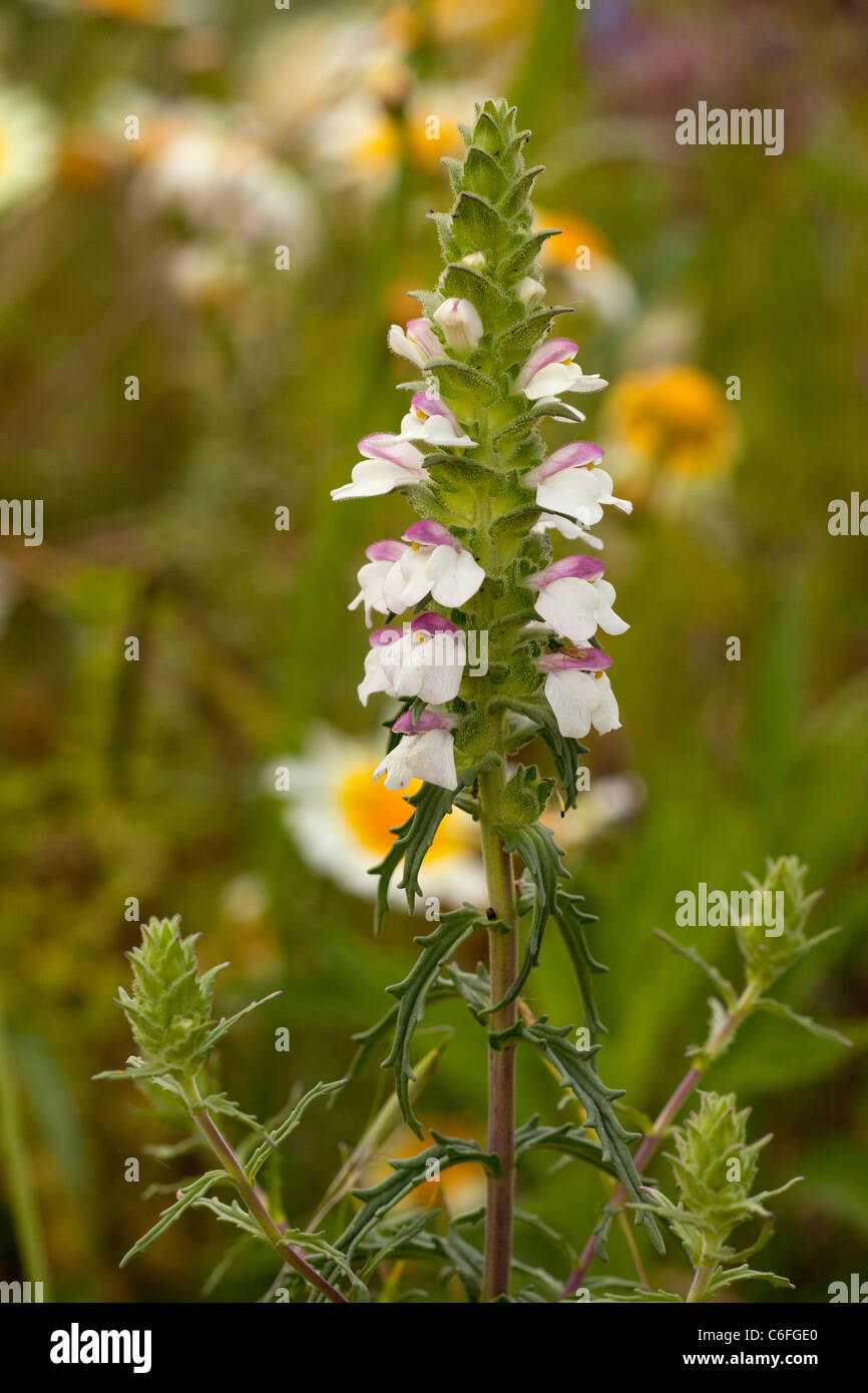 Bellardia trixago flower semi parasite hi-res stock photography and ...