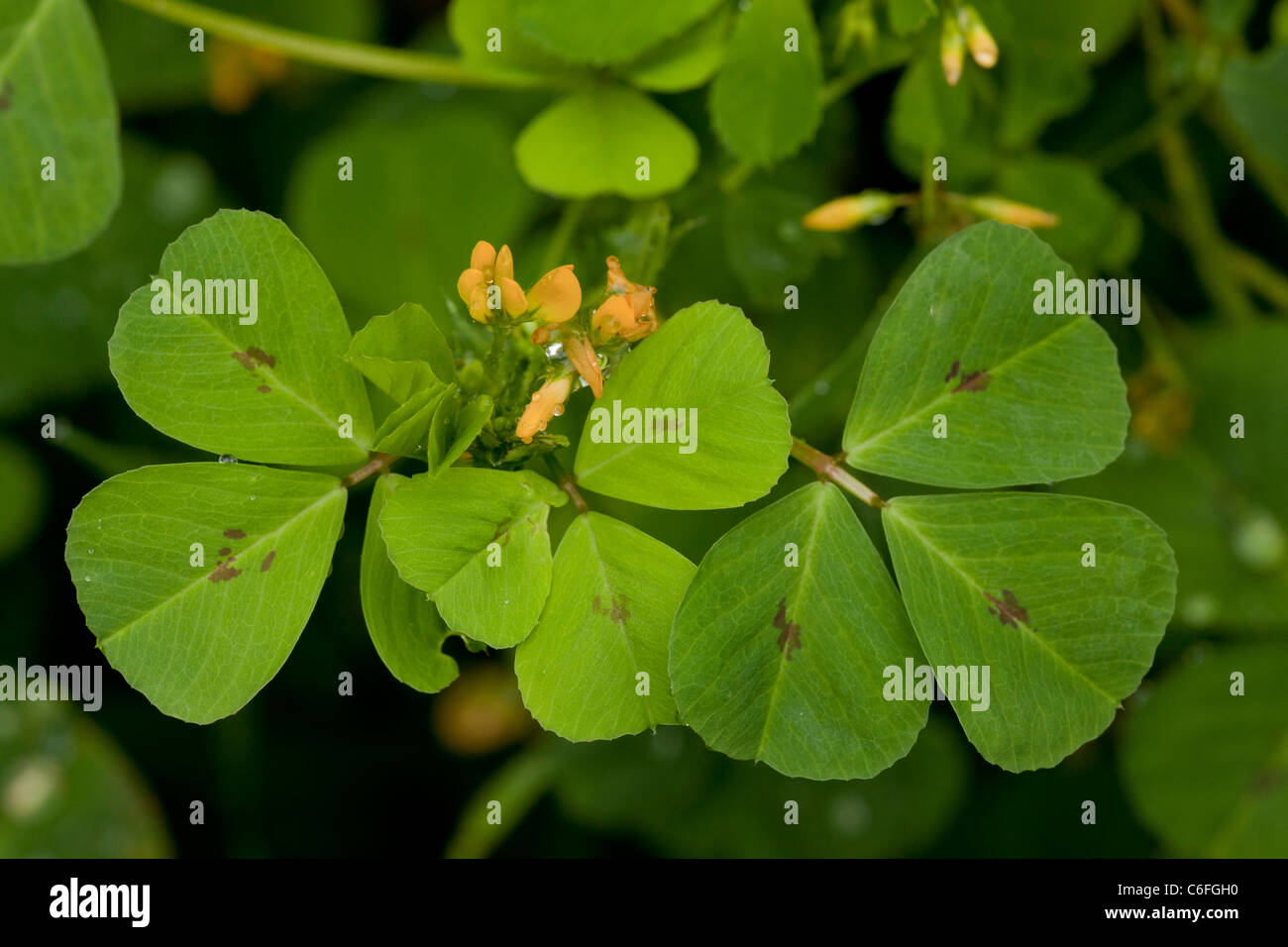 Spotted Medick, Medicago arabica in flower Stock Photo - Alamy