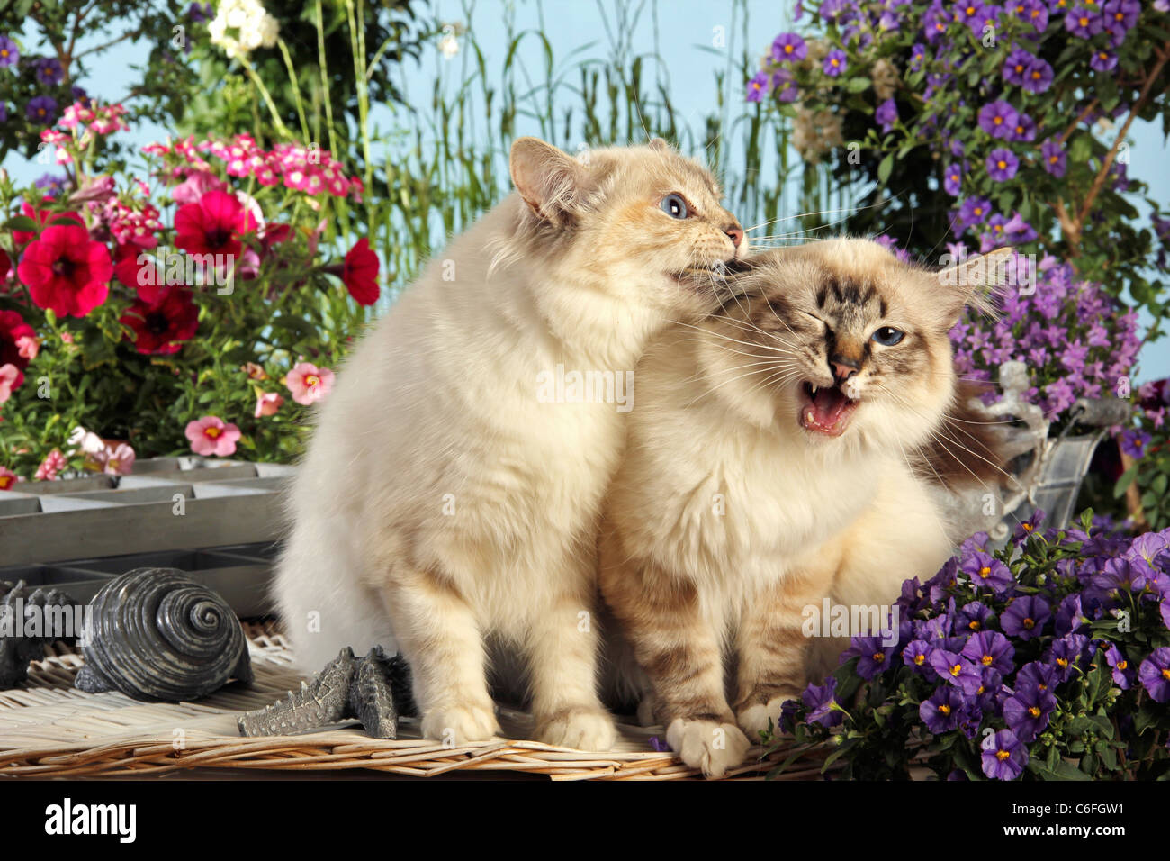 two Sacred Cats of Burma - fighting Stock Photo - Alamy