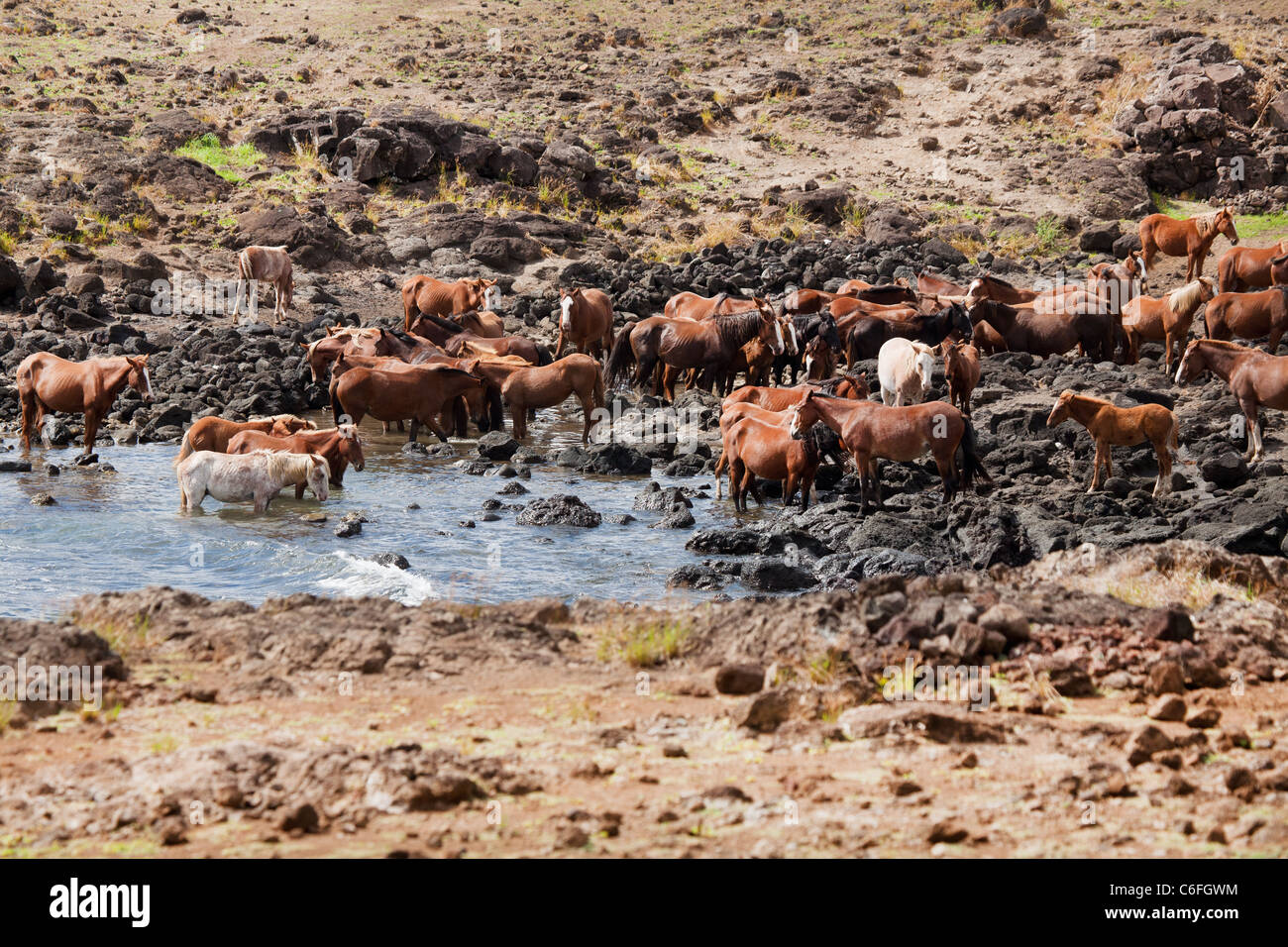 Wild horses at Easter island Stock Photo - Alamy