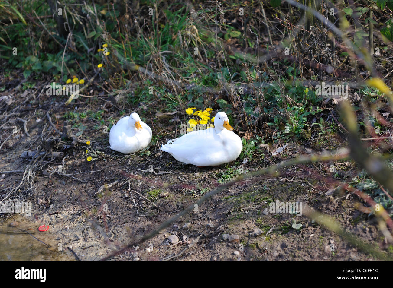Two White Ducks Stock Photo - Alamy