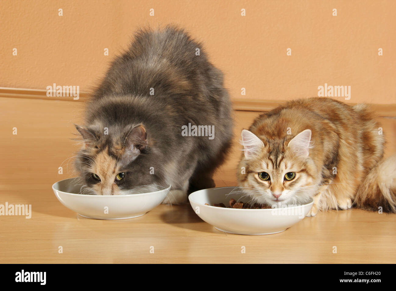 Siberian cat. Two adult cats eating from white porcelain bowls Stock ...