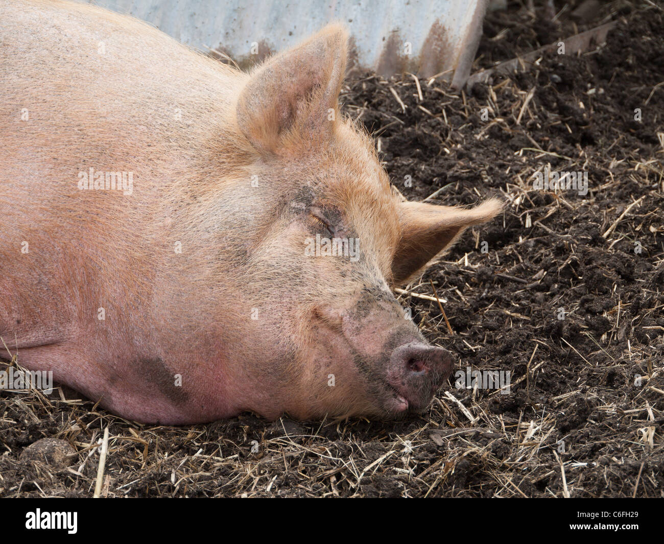 A happy sow sleeping in straw and mud Stock Photo - Alamy