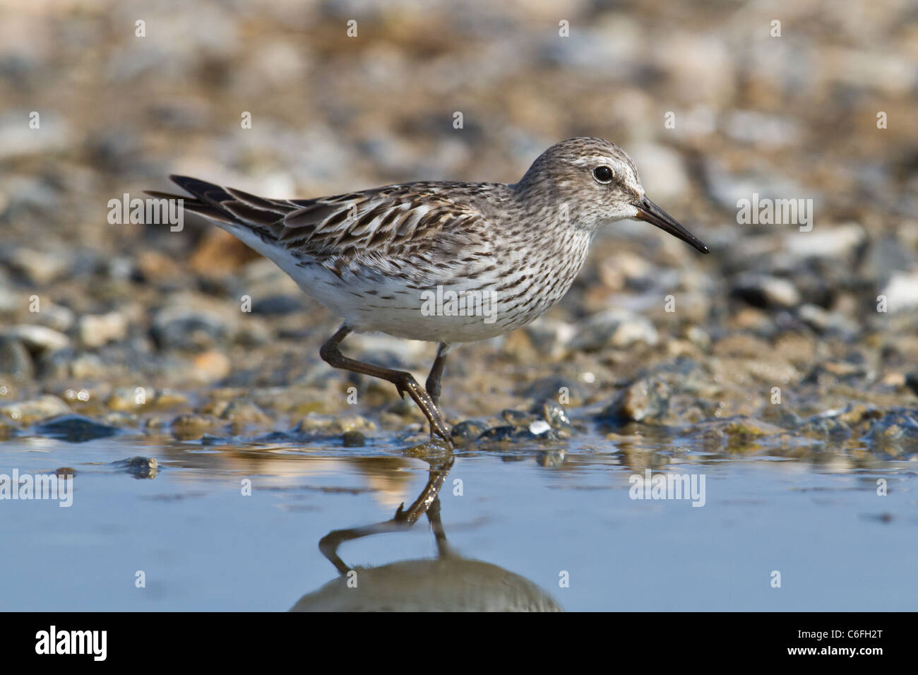 White Rumped Sandpiper Uk High Resolution Stock Photography and Images ...