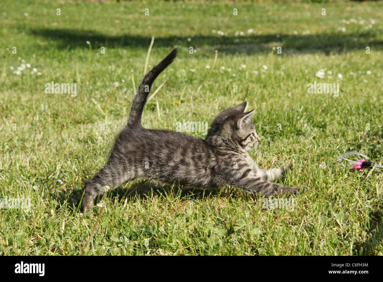 Tabby kittens playing outside hi-res stock photography and images - Alamy