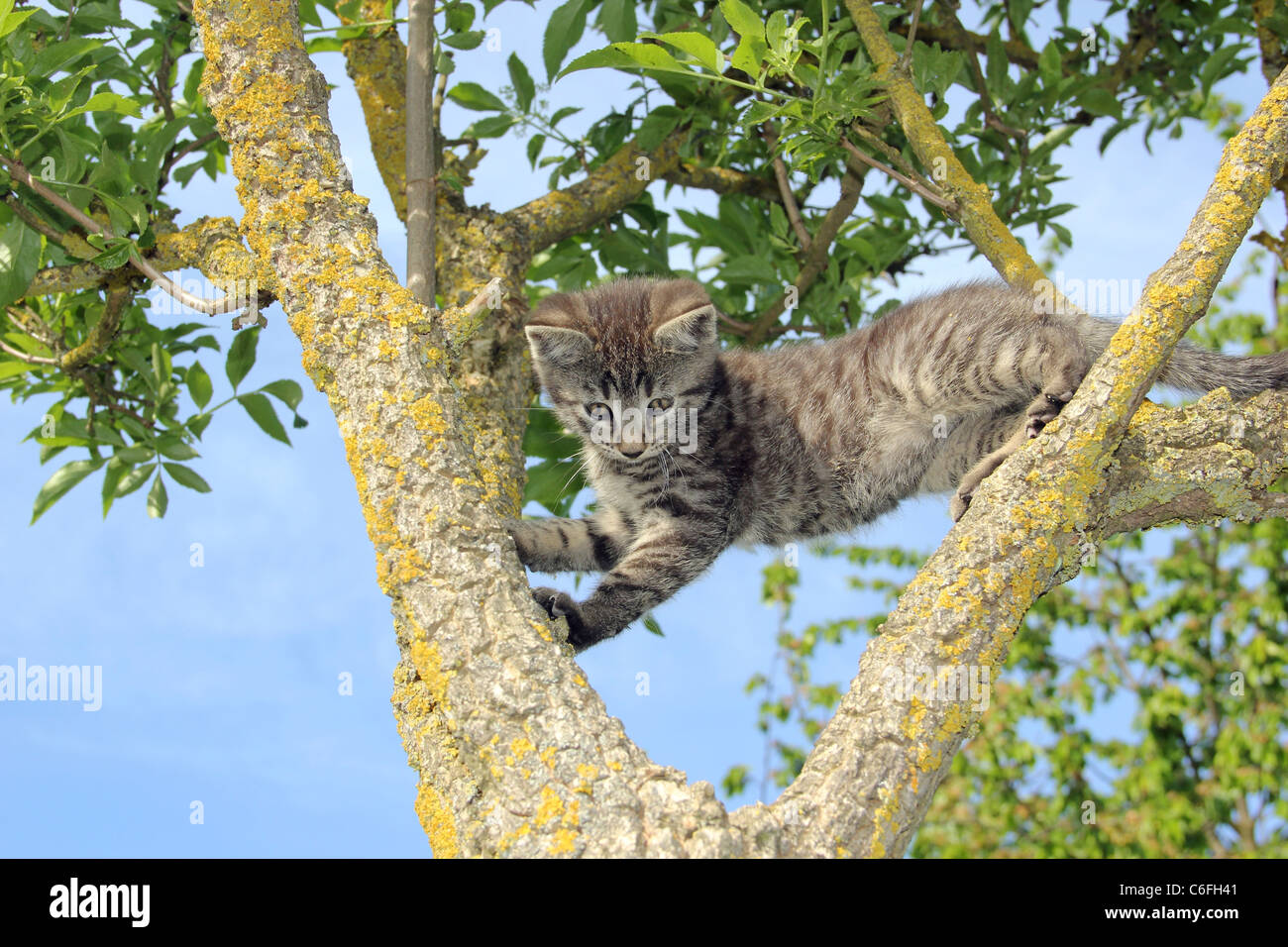 Kittens climbing trees hi-res stock photography and images - Alamy