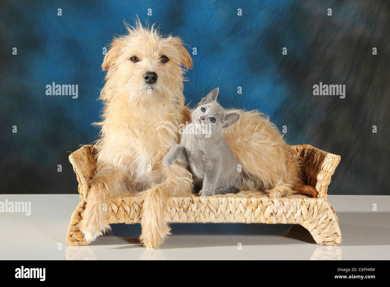 Half Cat Half Dog Hybrid