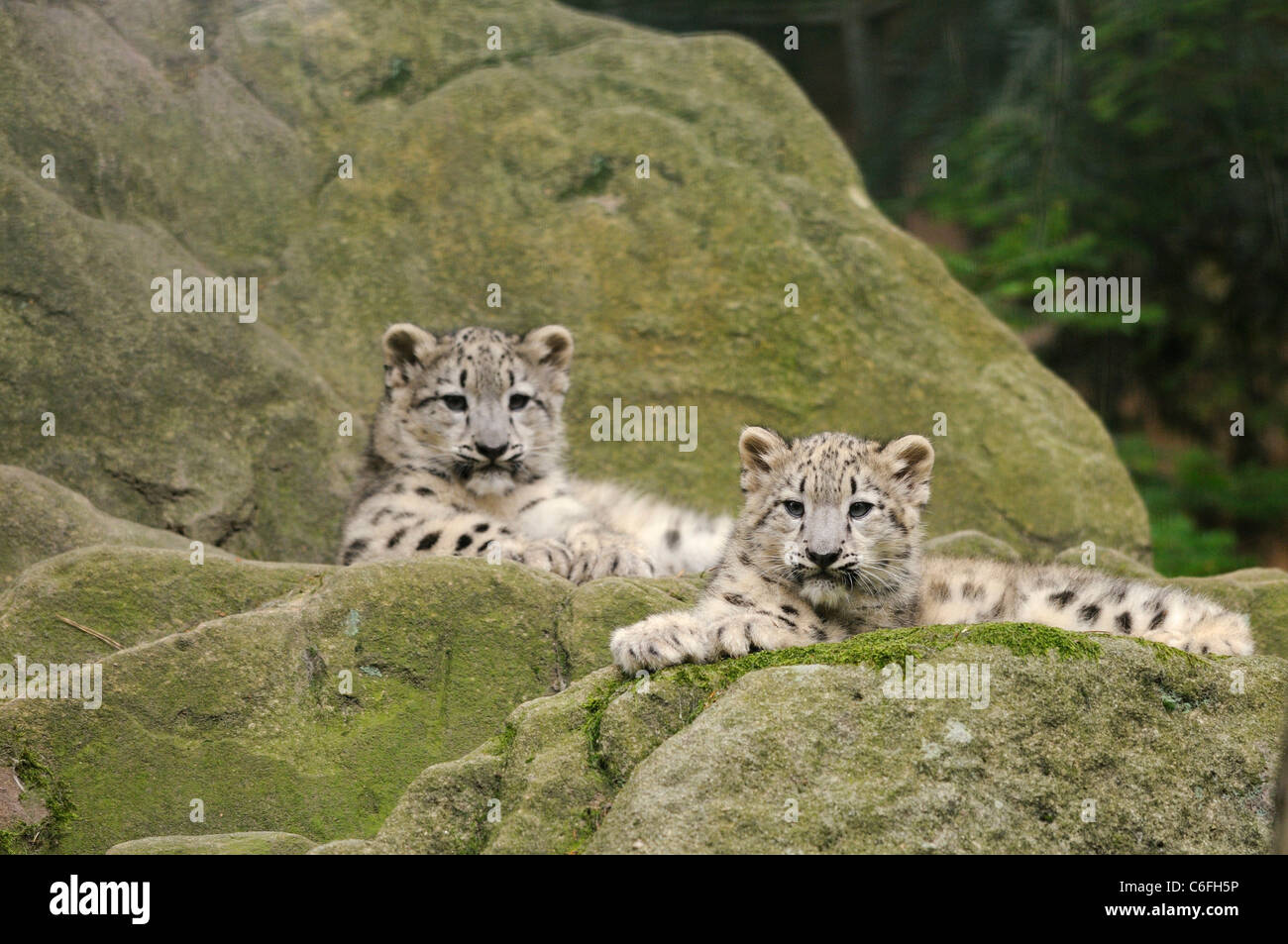 Young snow leopards hi-res stock photography and images - Alamy