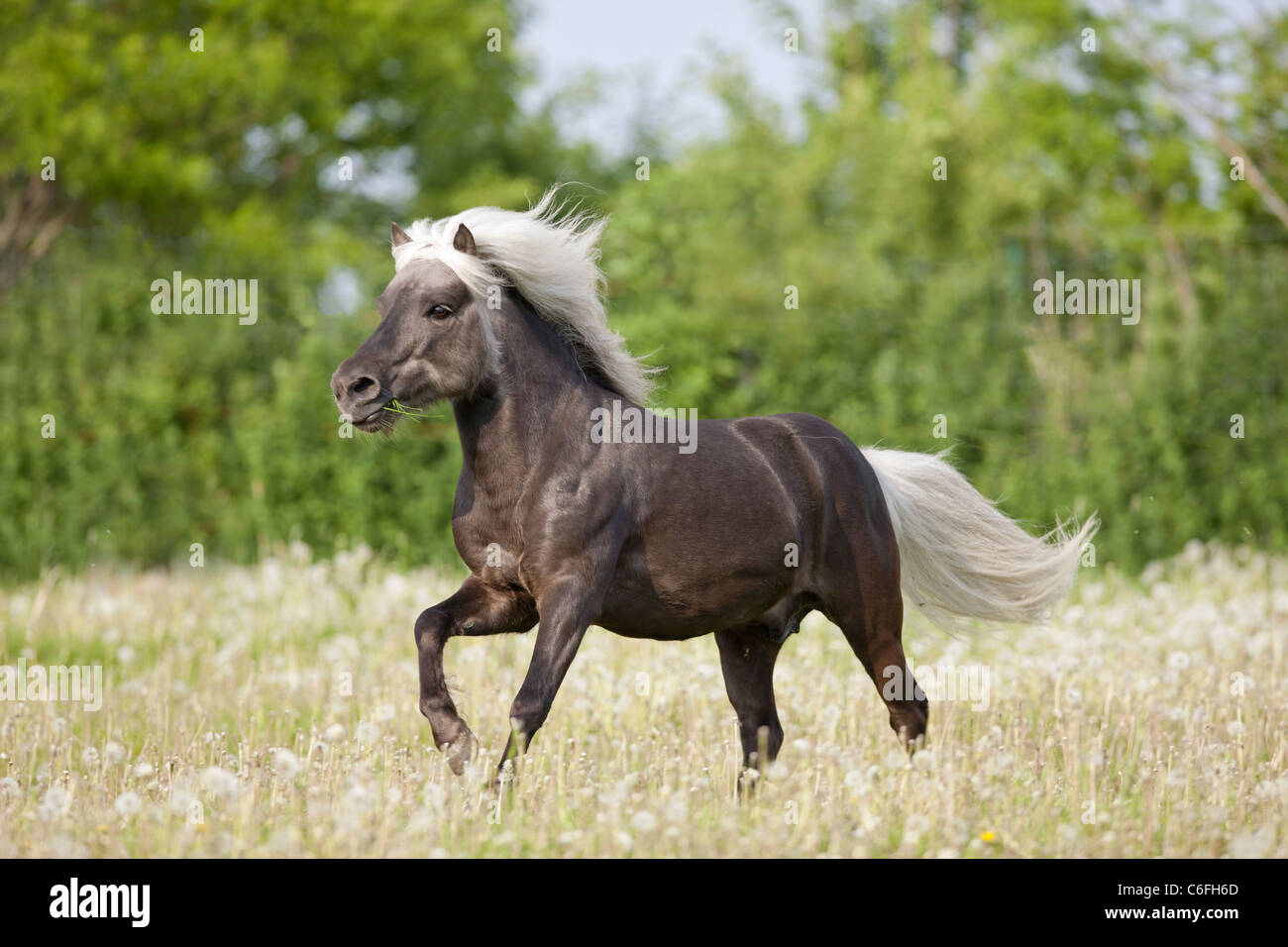 Classicponys hi-res stock photography and images - Alamy