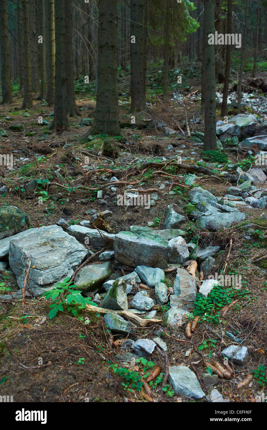 Rocks in forest Stock Photo - Alamy