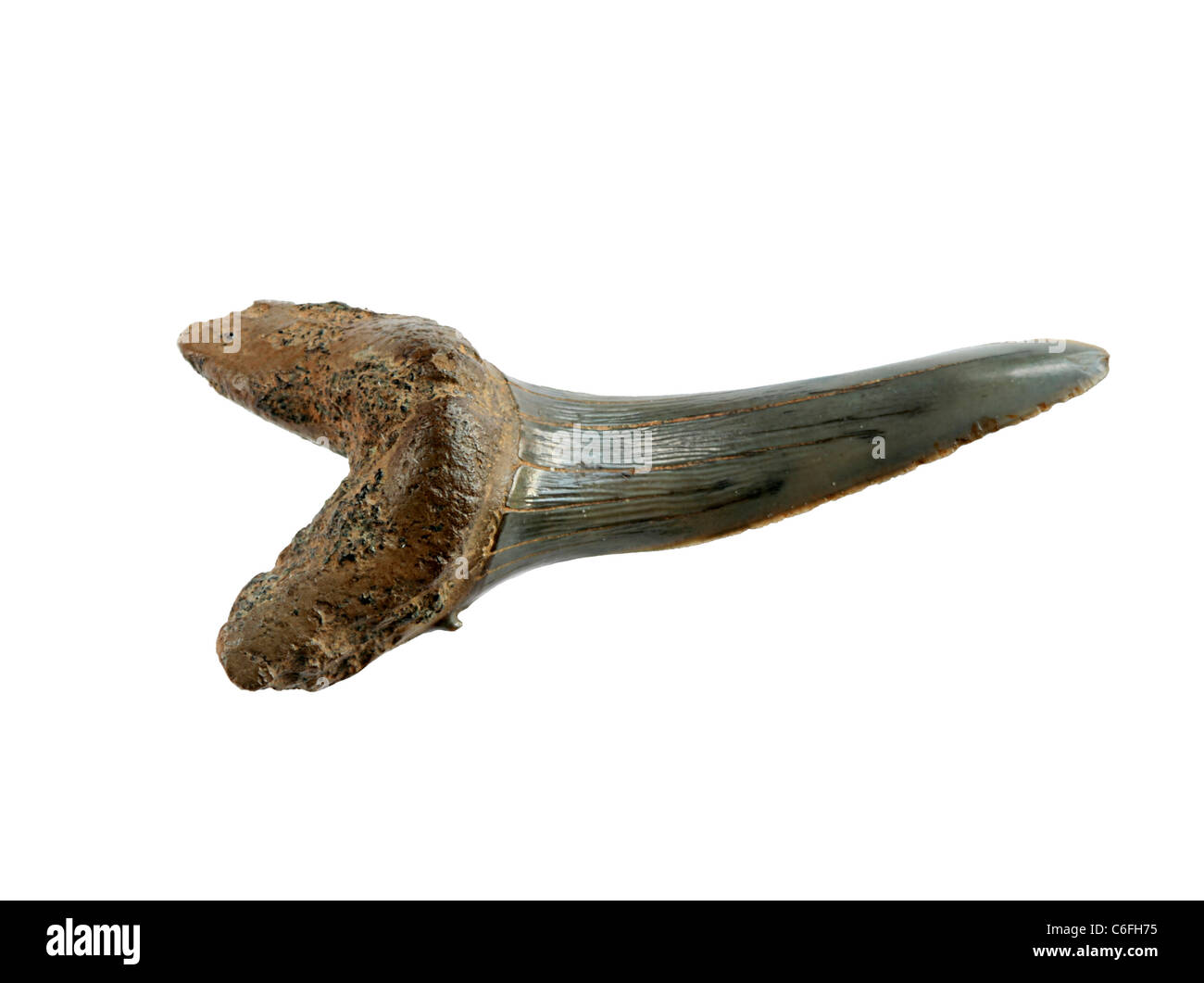 Fossil tooth hi-res stock photography and images - Alamy