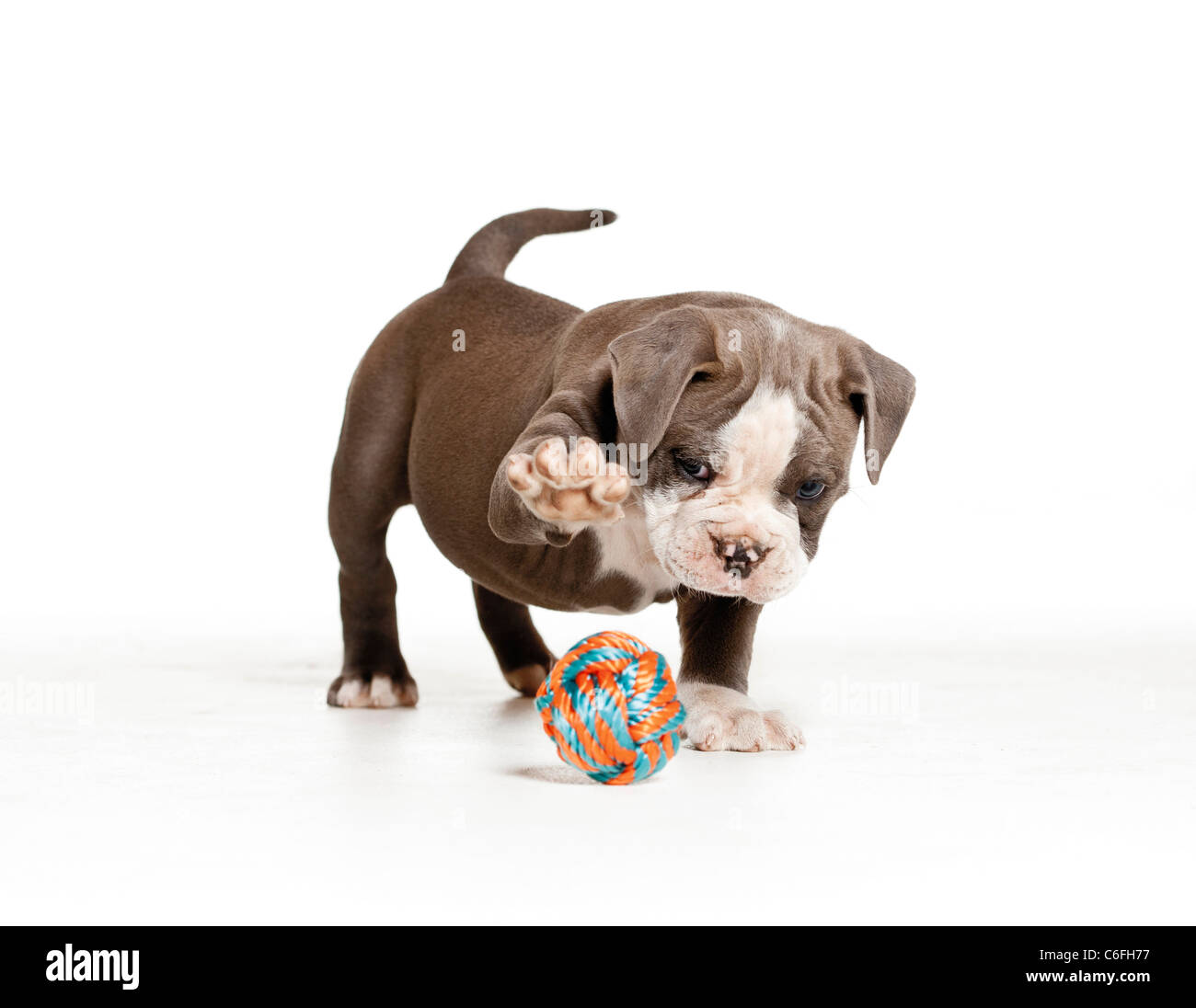 English Bulldog. Puppy playing with a little ball. Studio picture ...