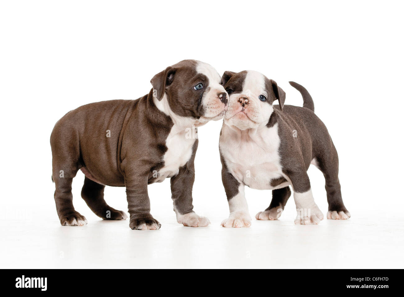English Bulldog - two puppies - standing Stock Photo - Alamy