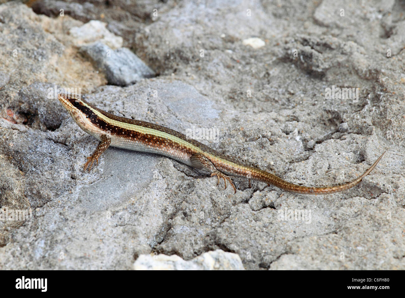 Striped skinks hi-res stock photography and images - Alamy