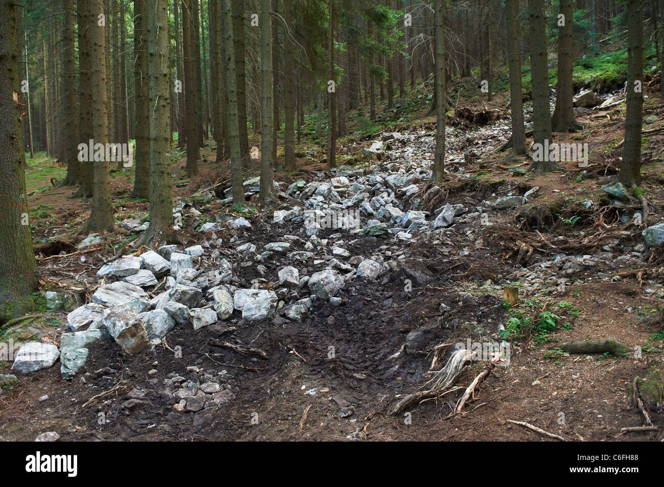 Rocks in forest Stock Photo - Alamy