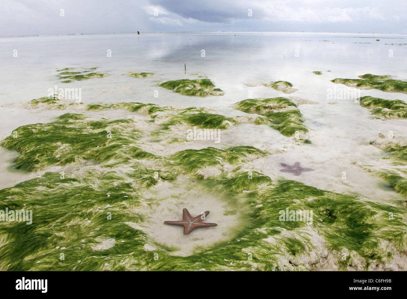 Panamic Cushion Star (Pentaceraster cumingi) washed ashore. Zanzibar ...