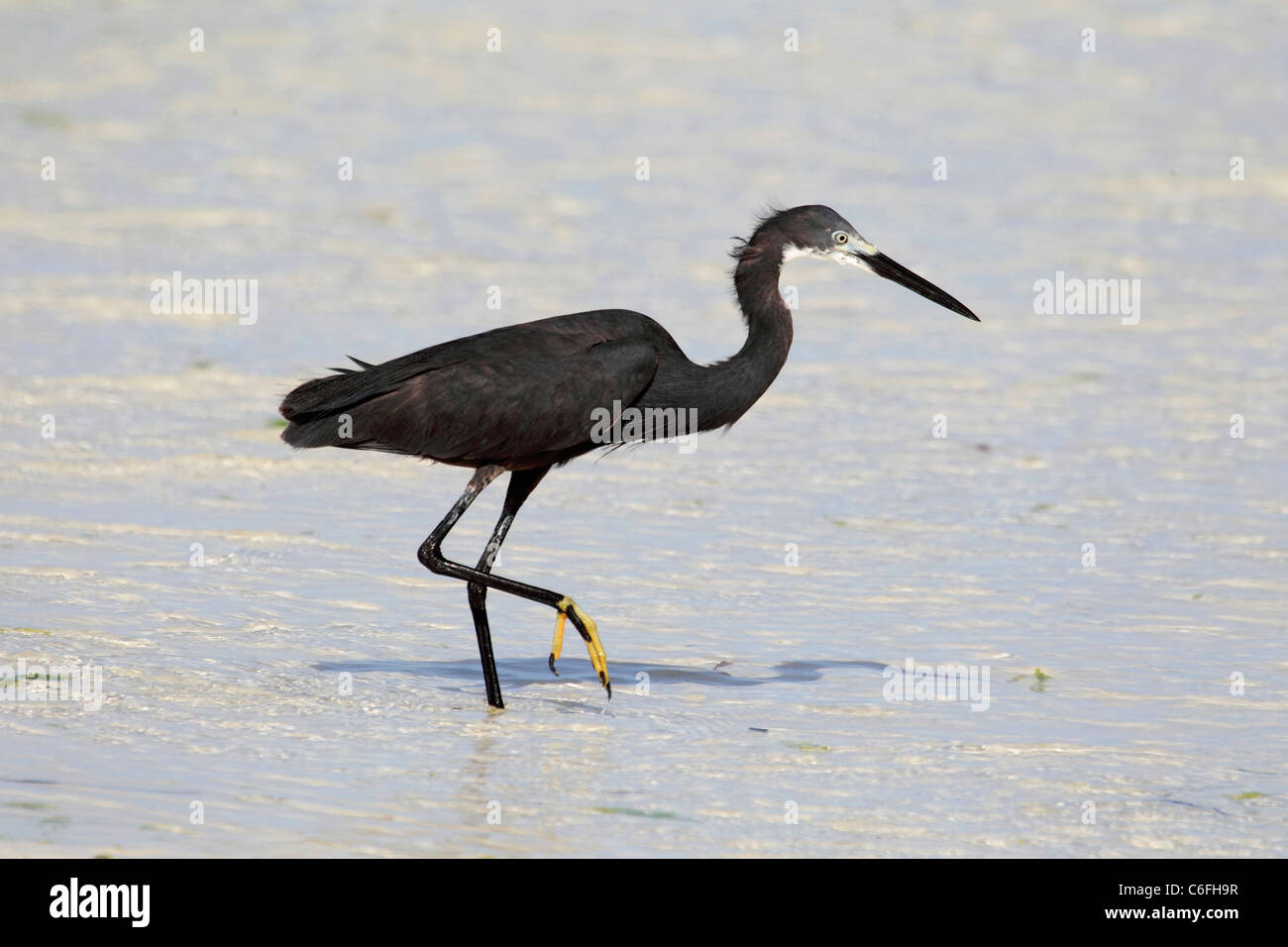 Black egret hi-res stock photography and images - Alamy