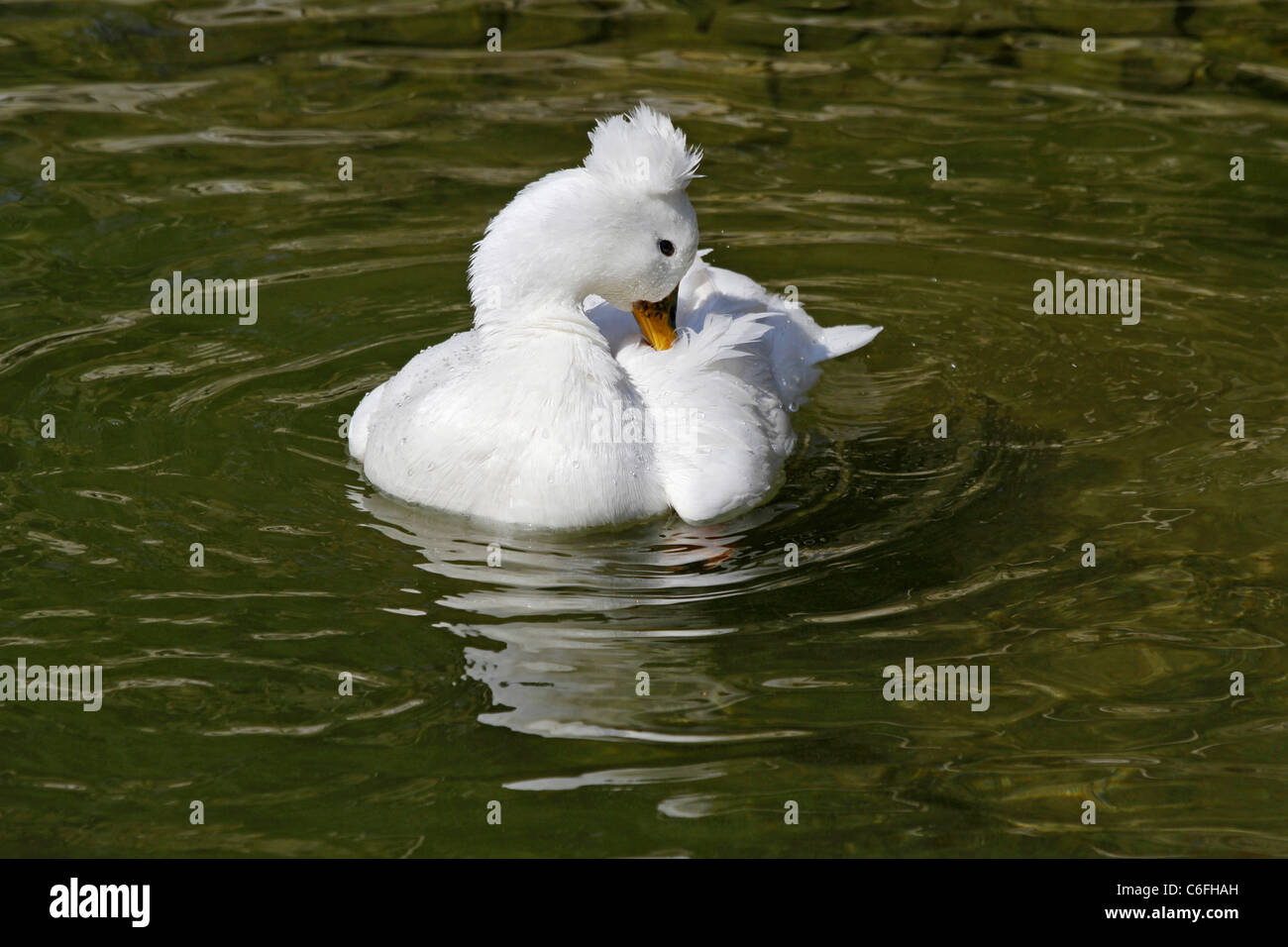 White crested duck hi-res stock photography and images - Alamy