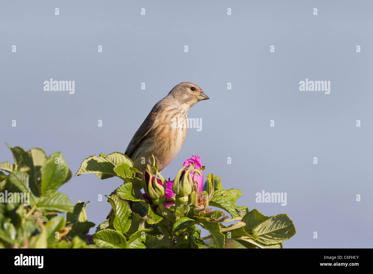 Linnets singing hi-res stock photography and images - Alamy