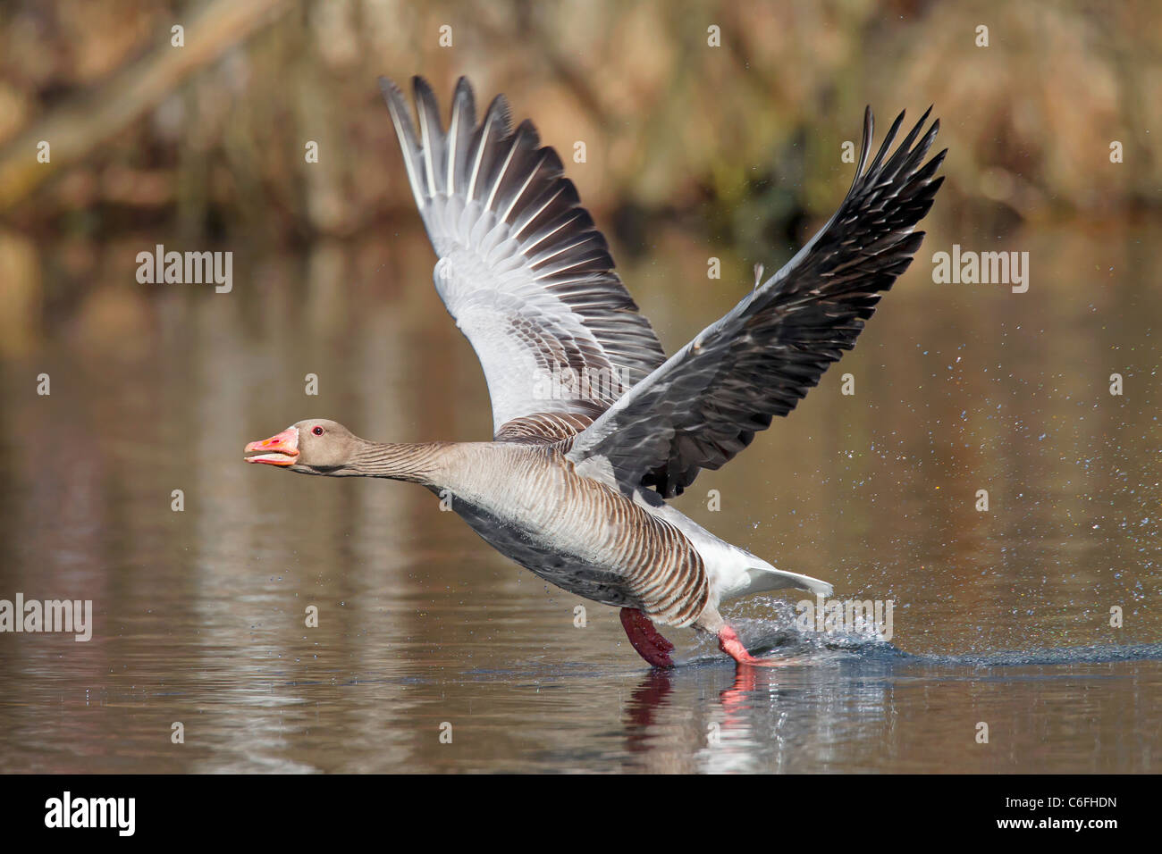 Greylag Goose - flying Stock Photo - Alamy