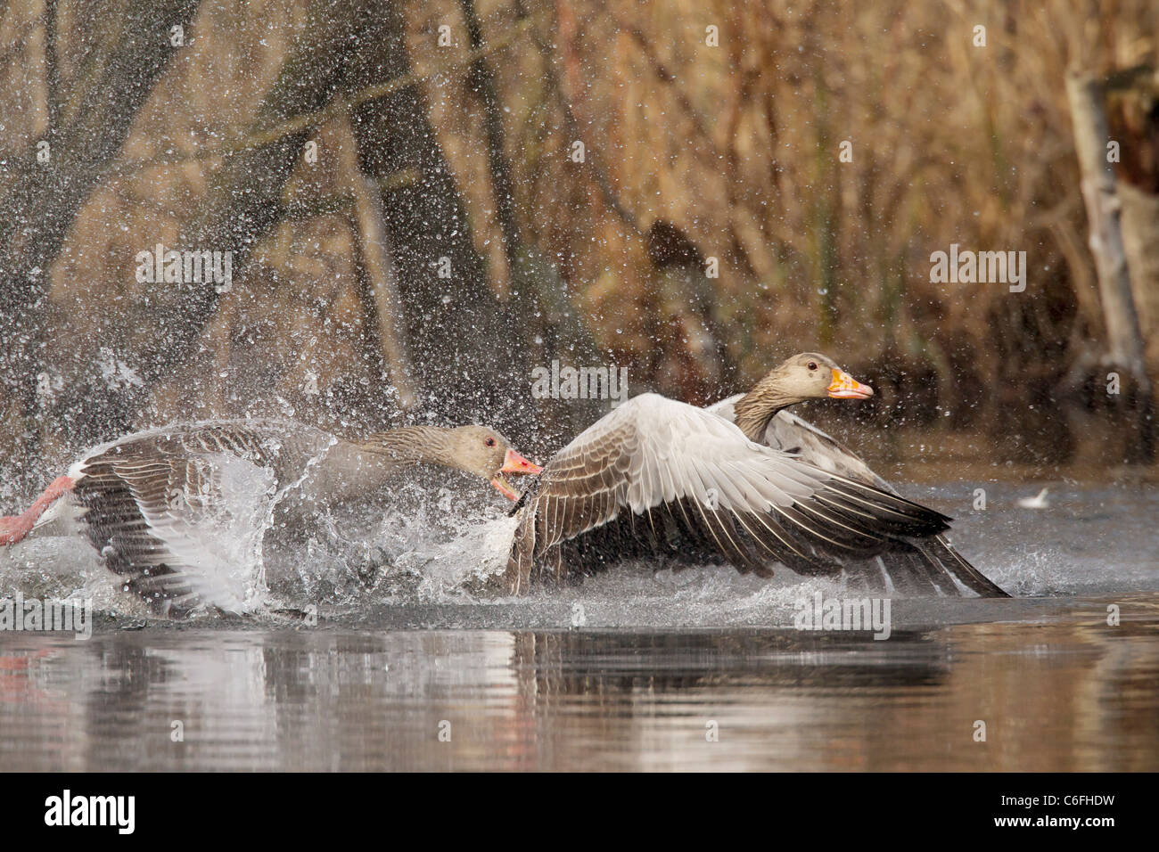 two Greylag Geese - flying Stock Photo - Alamy