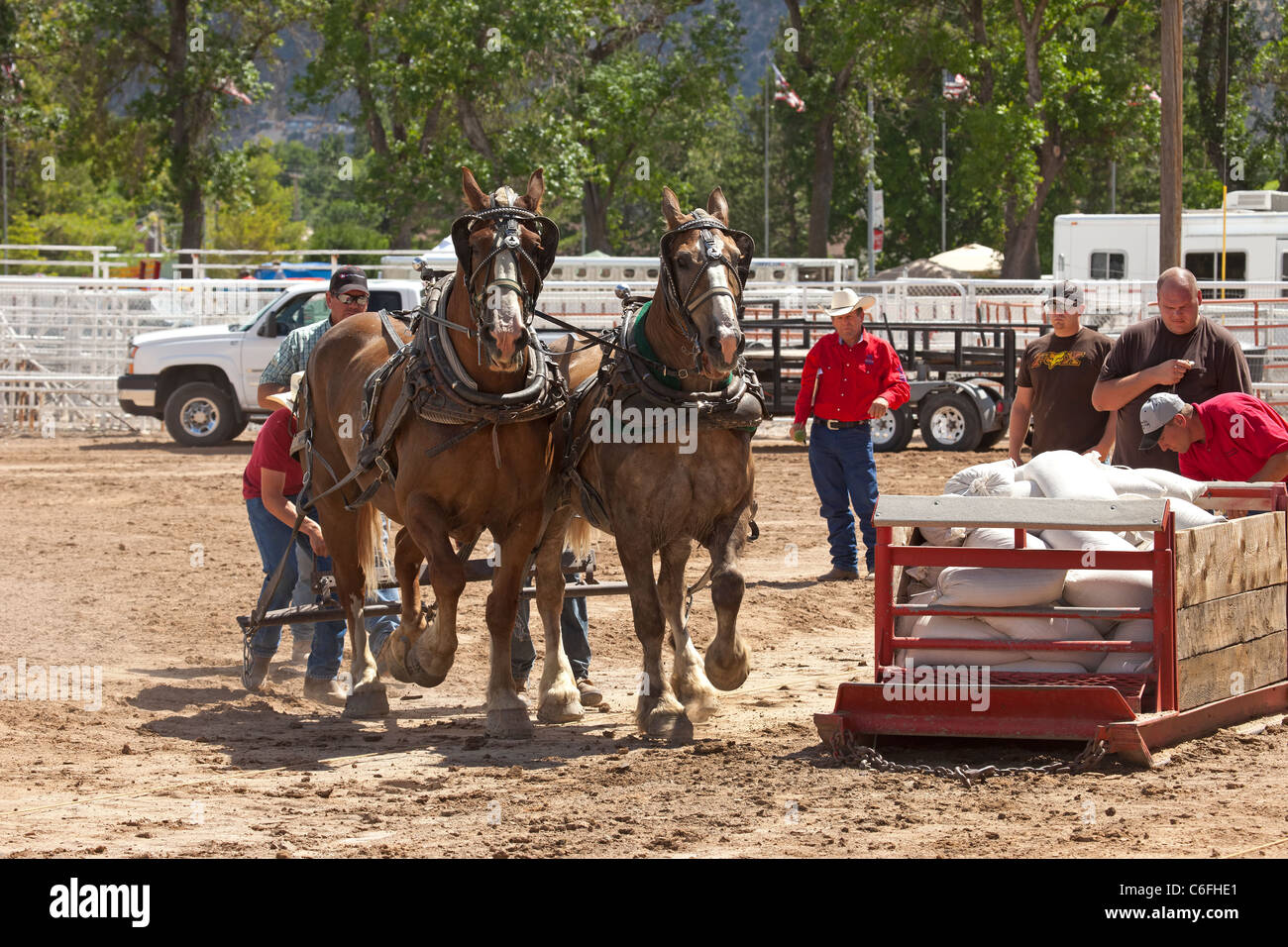 Hard Working Horse Pulling
